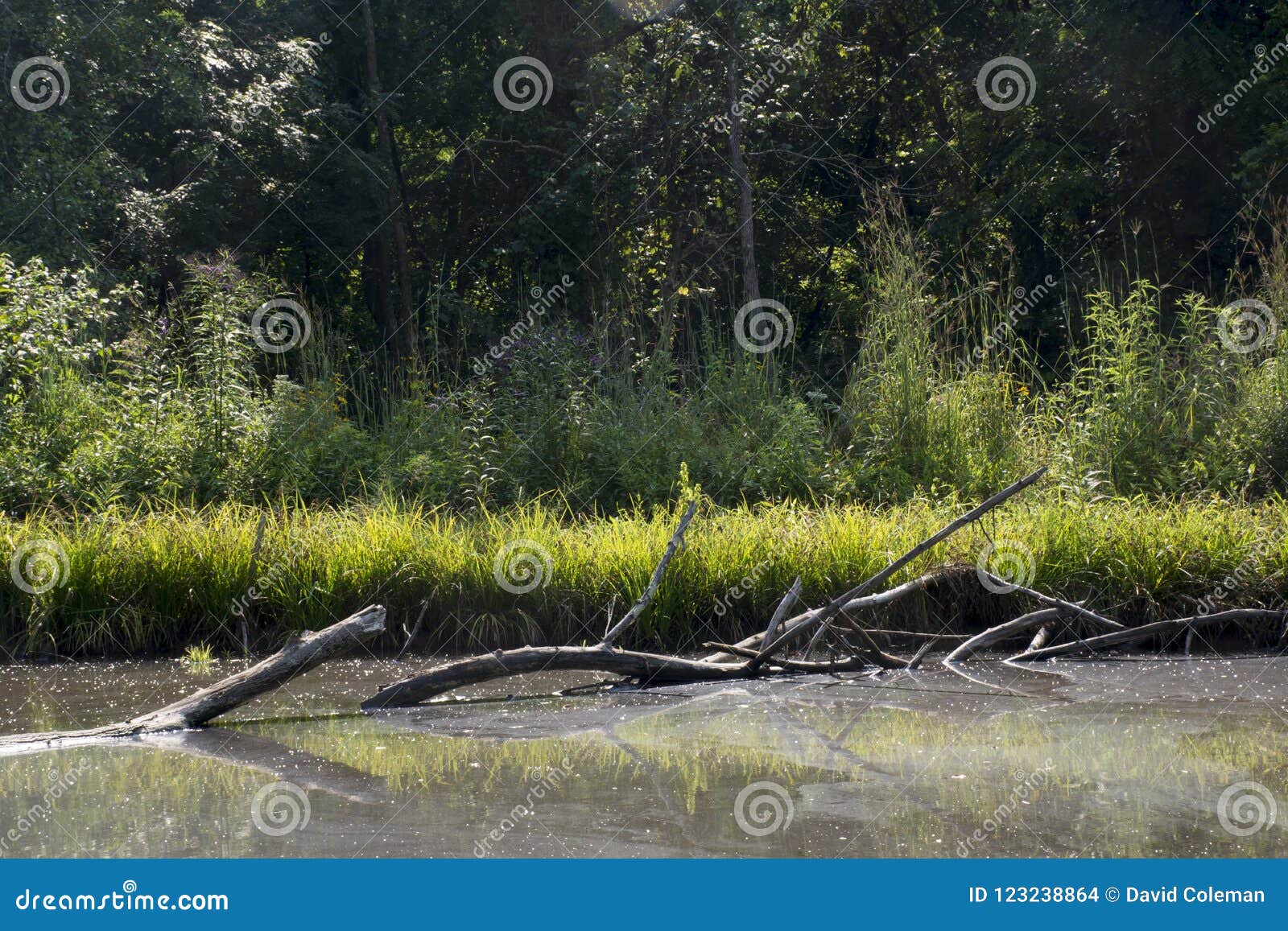 Fallen tree in pond stock photo. Image of wood, twigs - 123238864