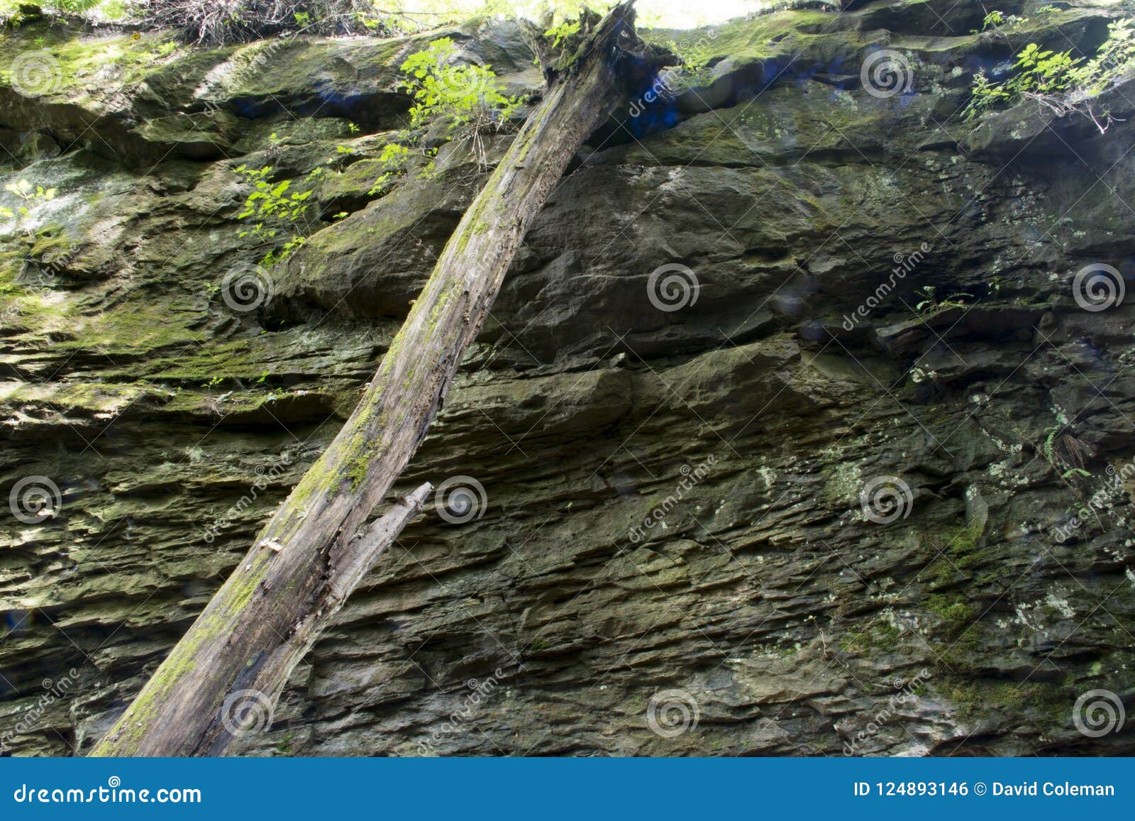 Fallen Tree Leaning Against Rock Face Stock Photo - Image of tree, wood ...
