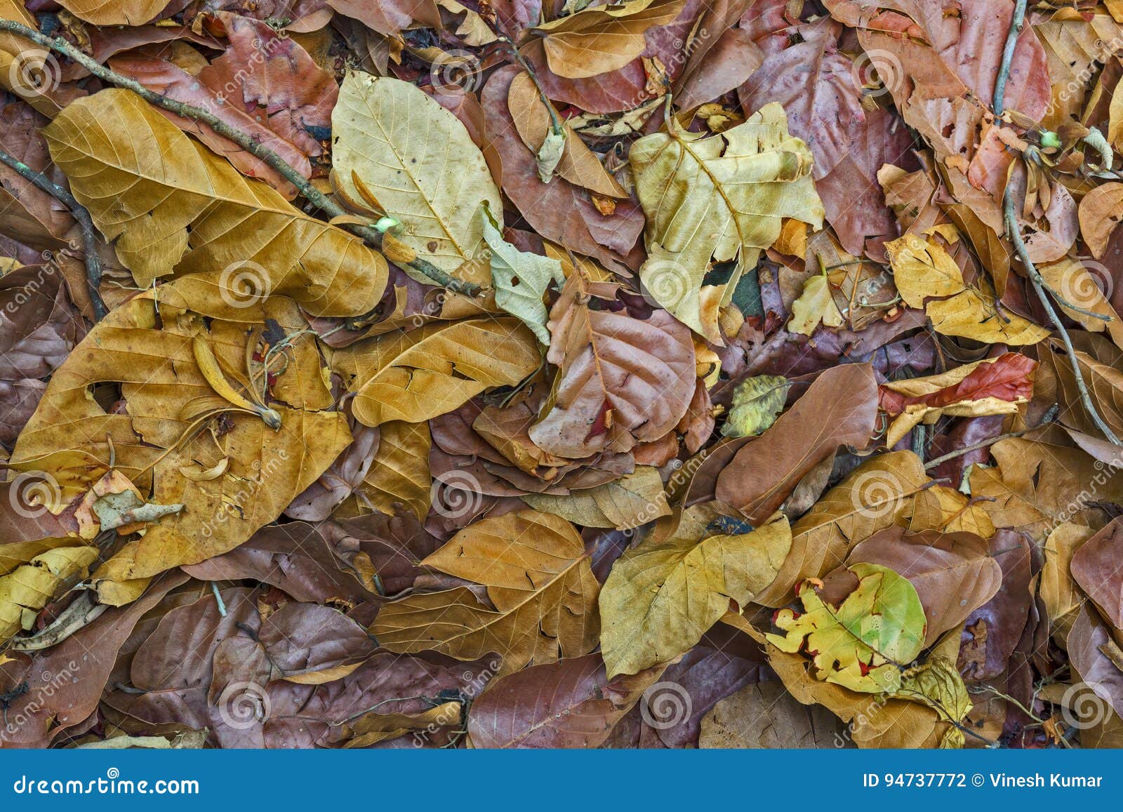 Fallen tree leaves stock photo. Image of engraved, dried - 94737772
