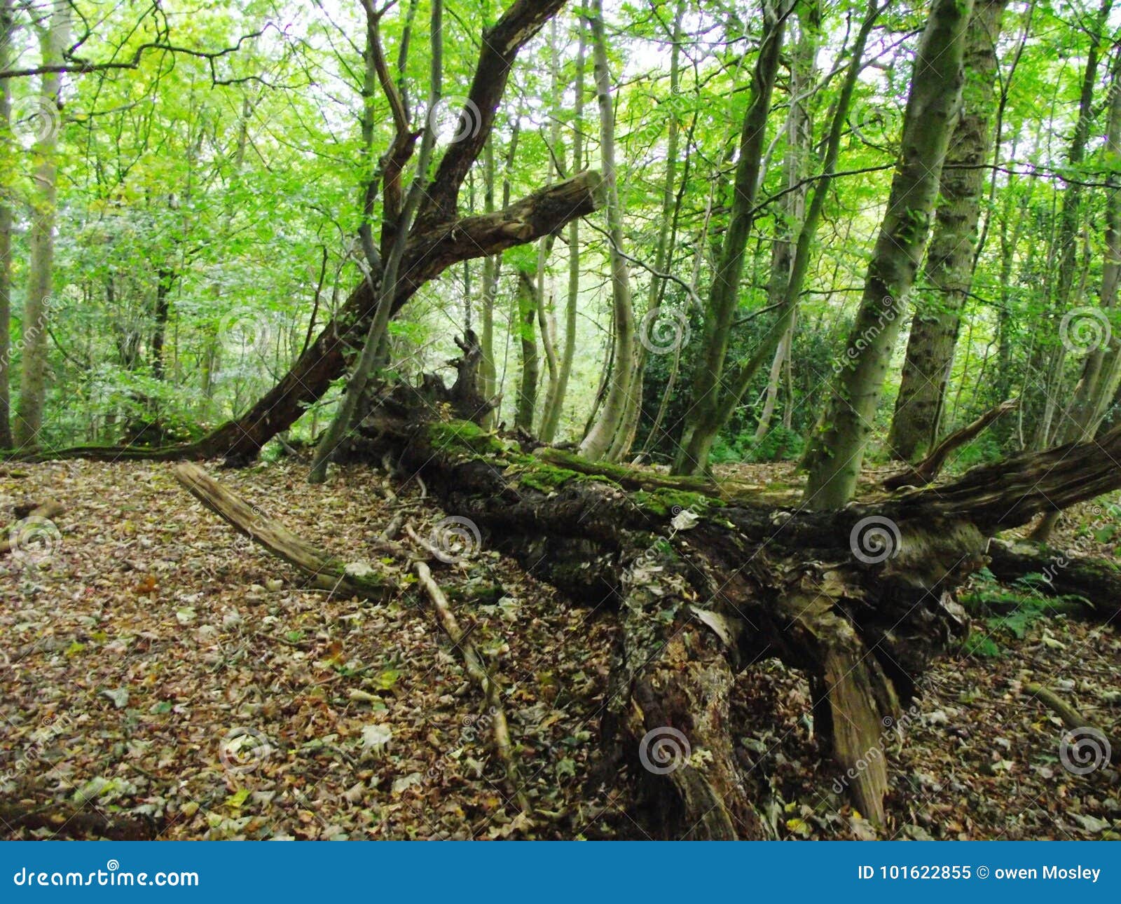 Fallen tree stock image. Image of leaves, fallen, ground - 101622855