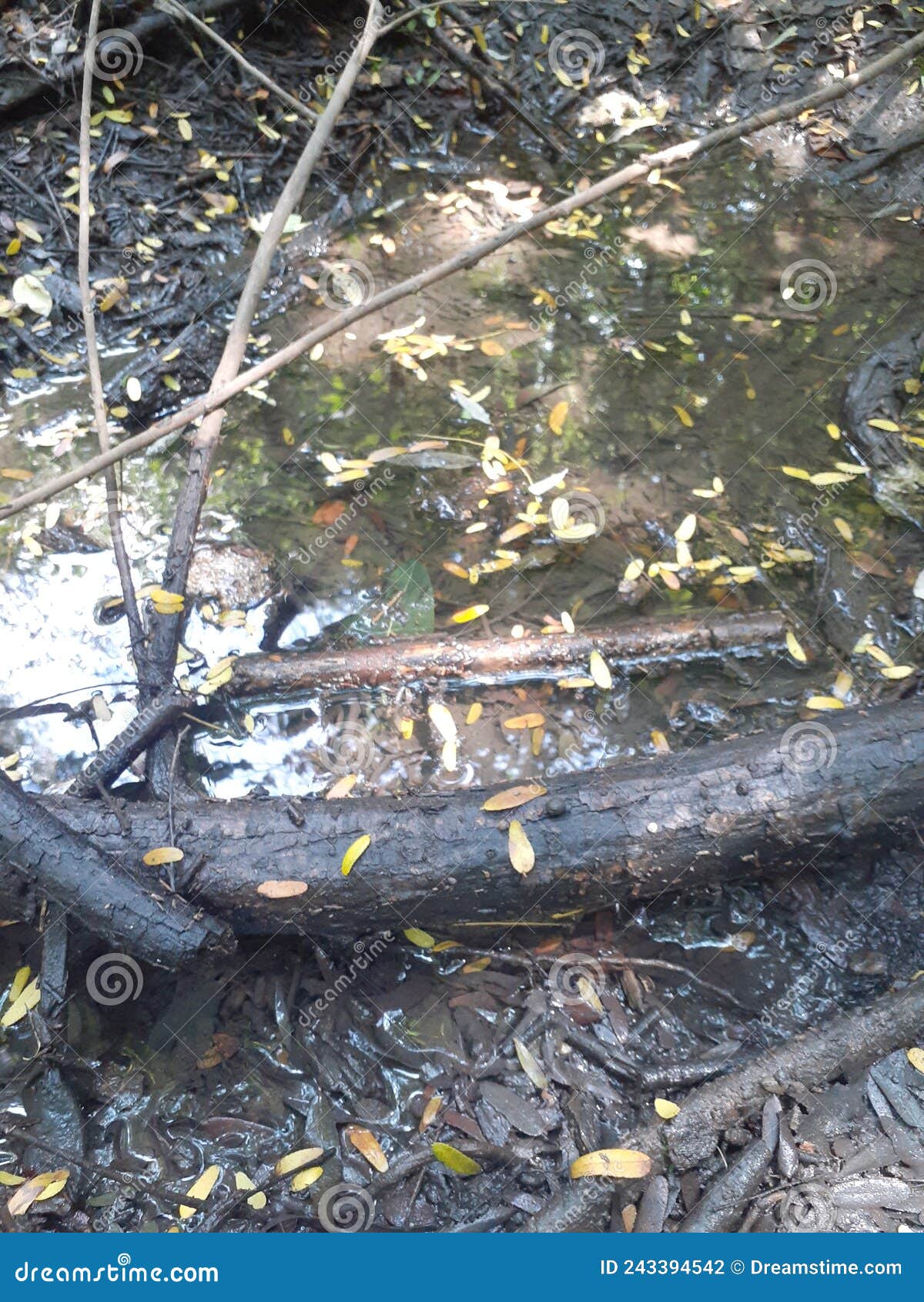 Fallen Tree Leaves and Mud Branches Stock Photo - Image of tree, branch ...