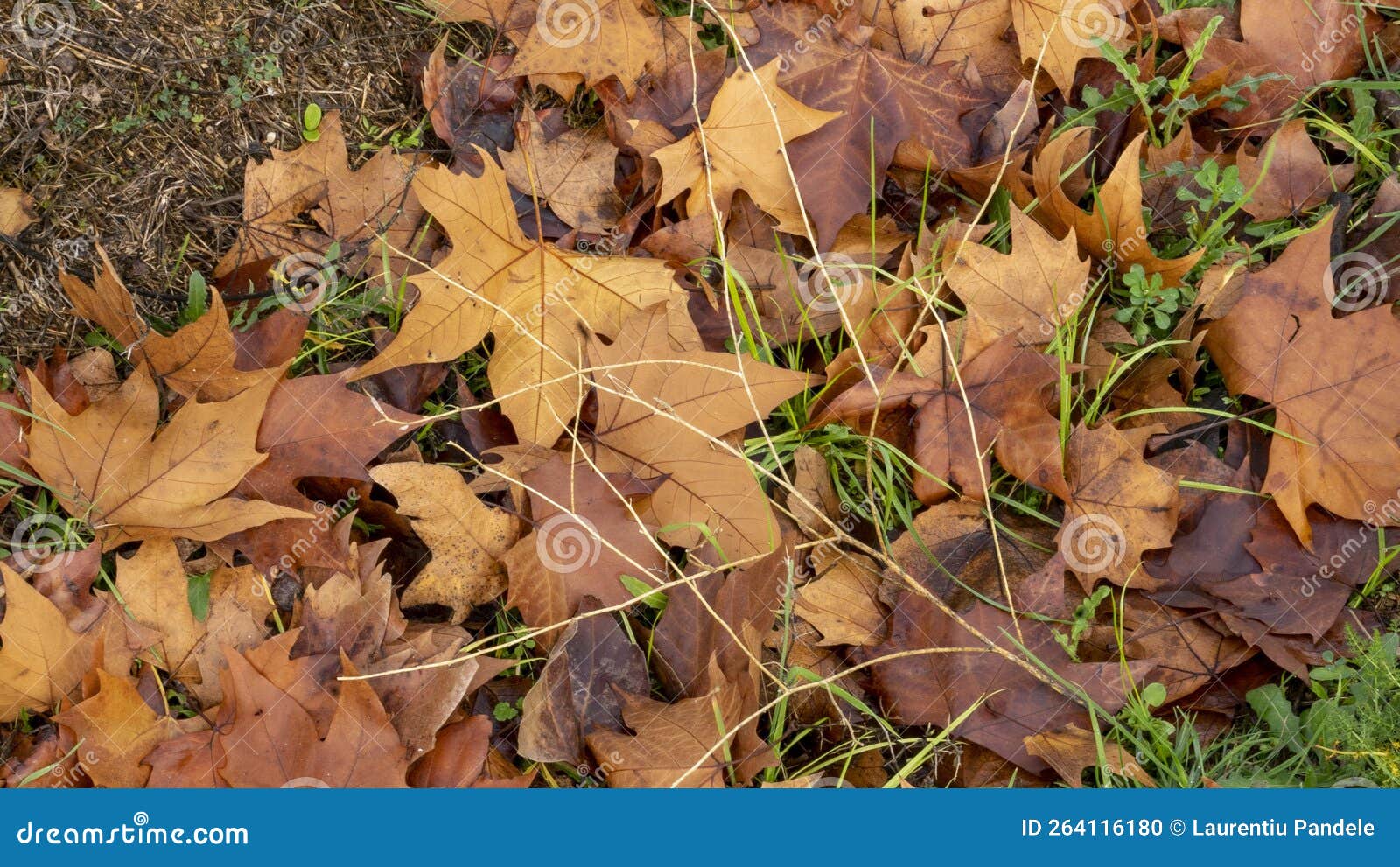 Fallen tree leaves stock photo. Image of tree, wood - 264116180