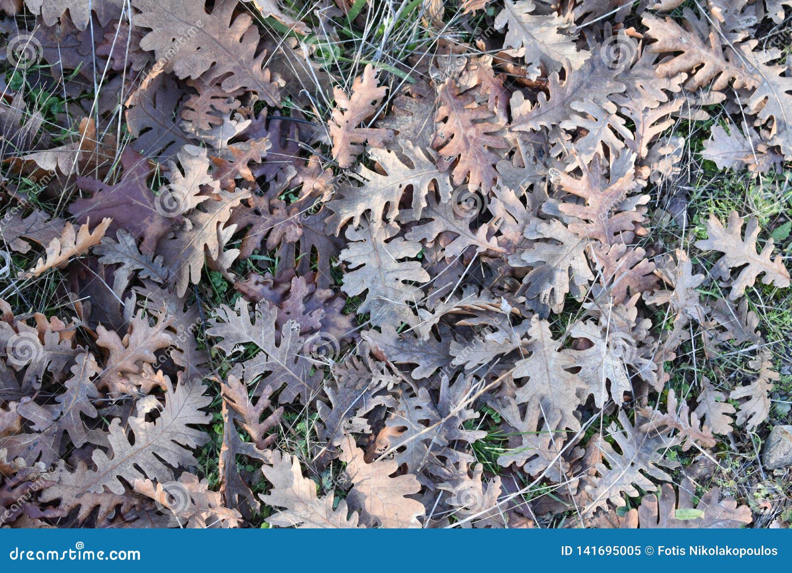 Fallen Tree Leaves in the Forest. Stock Image - Image of texture ...