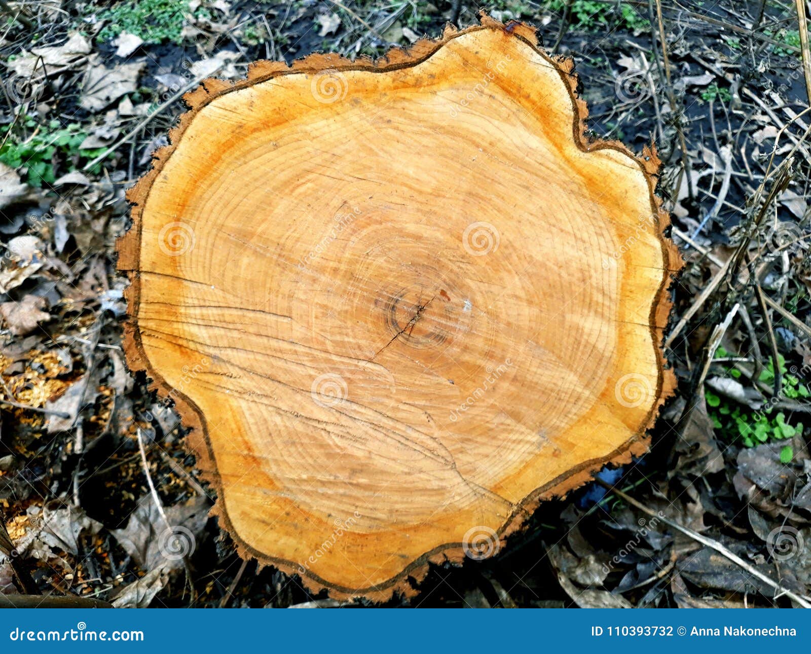 Cutted tree, cut, stump stock photo. Image of leaves - 110393732