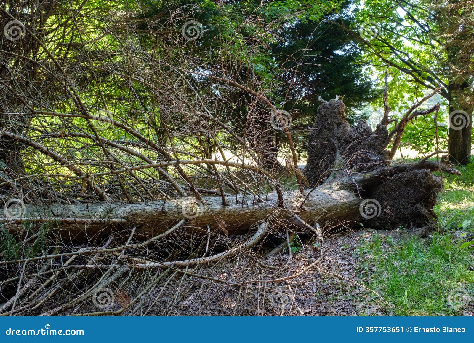 A Leafless Fallen Tree, Forty Hall, Uk Stock Image - Image of roots ...