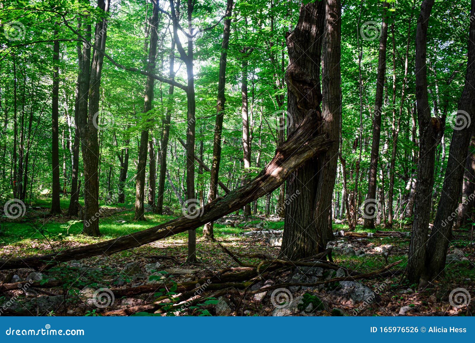 Fallen Tree Limb in a Bright Green Forest Stock Photo - Image of floor ...