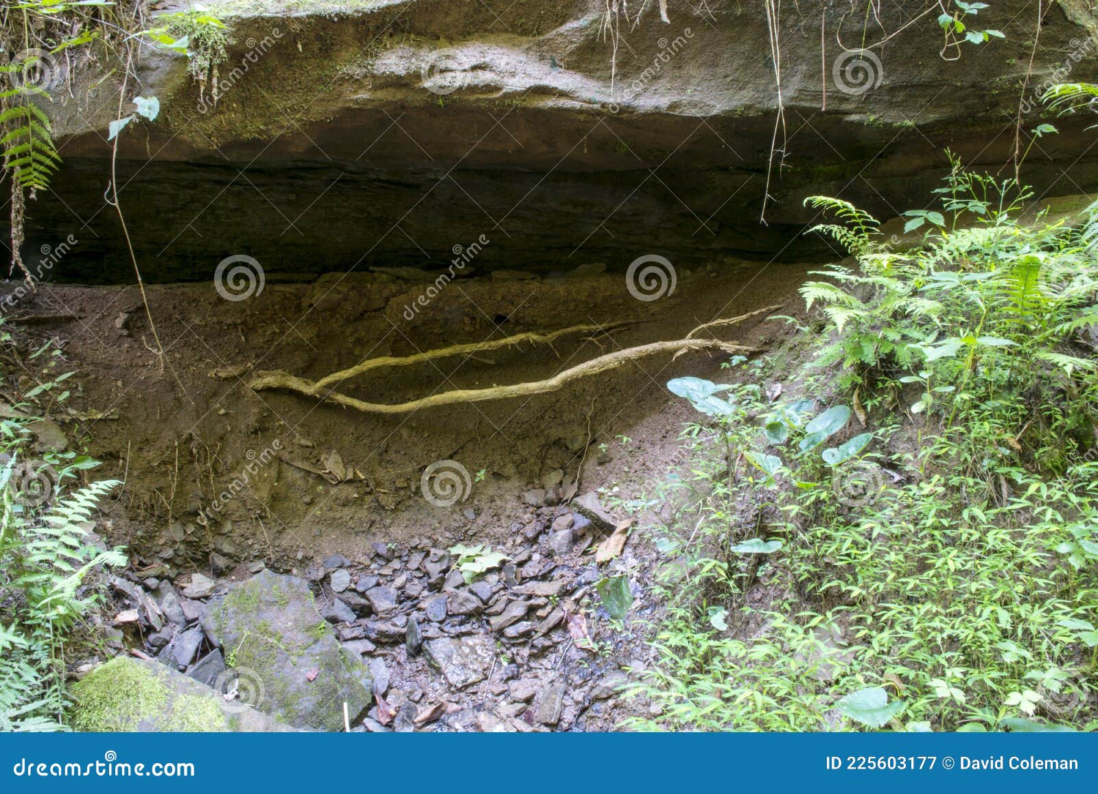 Fallen Tree Limb at Cave Opening Stock Image - Image of nature, shallow ...