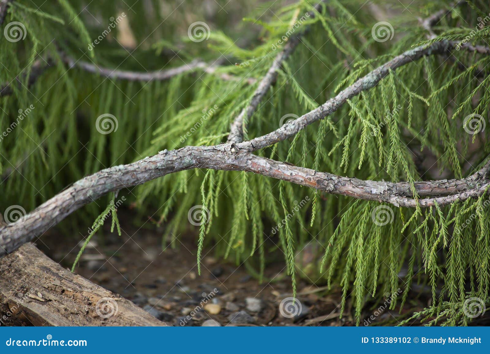 Fallen Tree Limb stock photo. Image of botany, bark - 133389102
