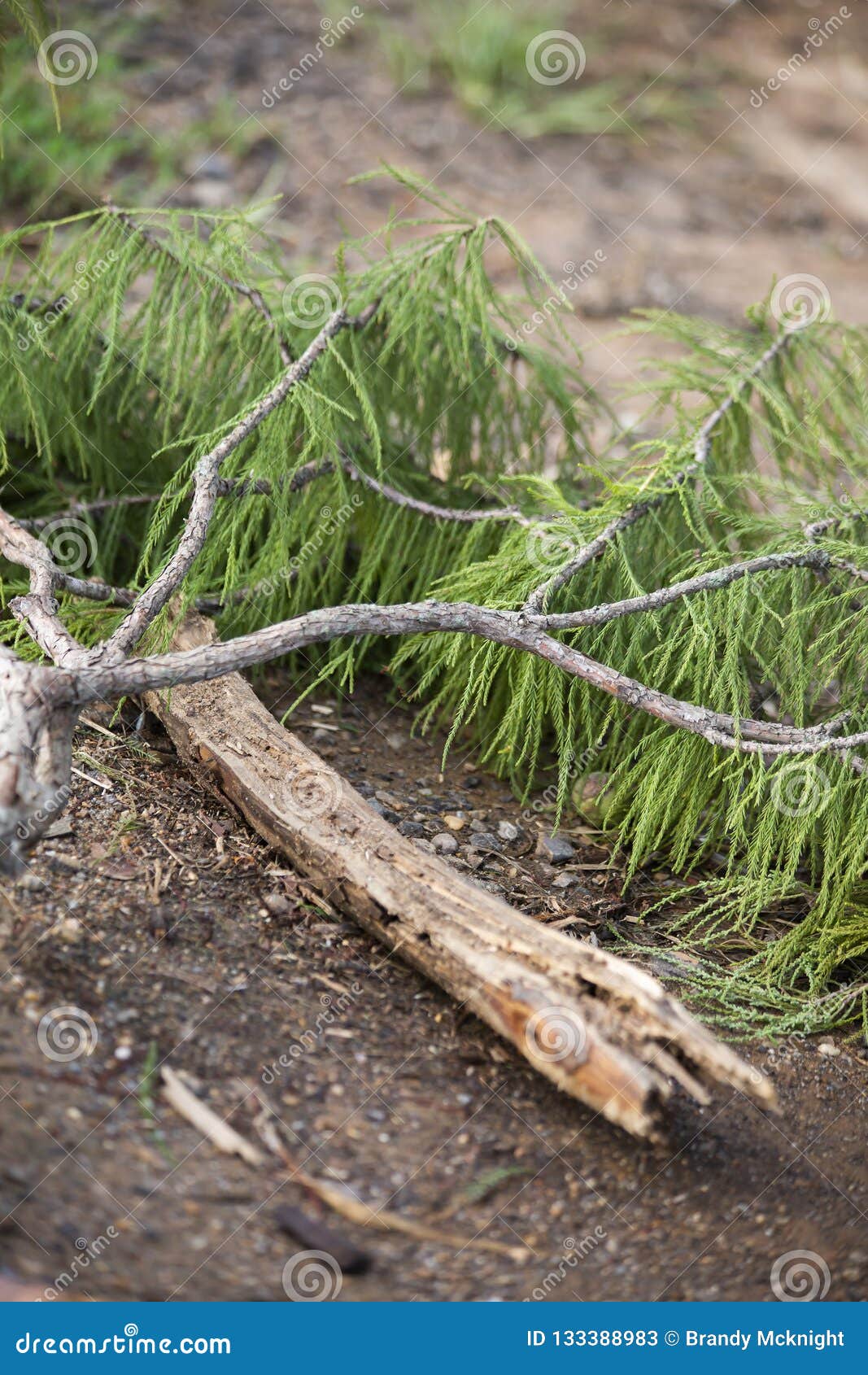 630 Fallen Tree Limb Stock Photos - Free & Royalty-Free Stock Photos ...