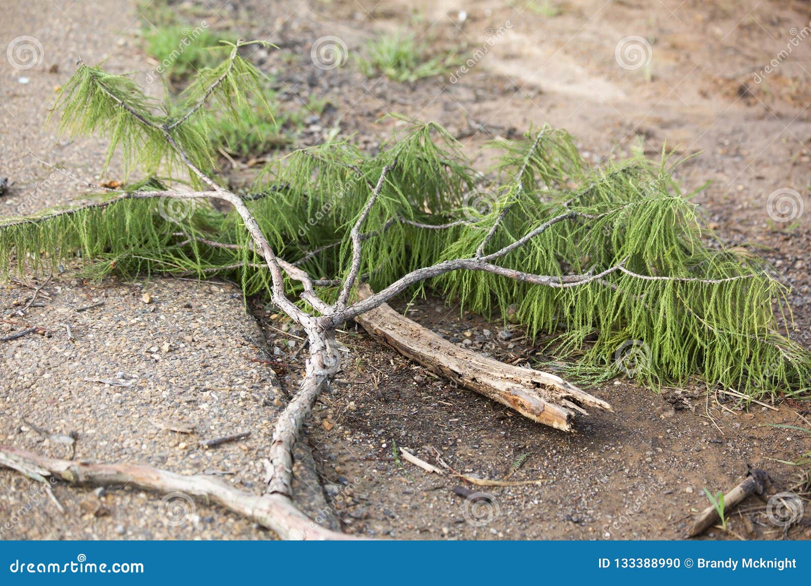 Fallen Tree Limb stock photo. Image of fallen, flora - 133388990