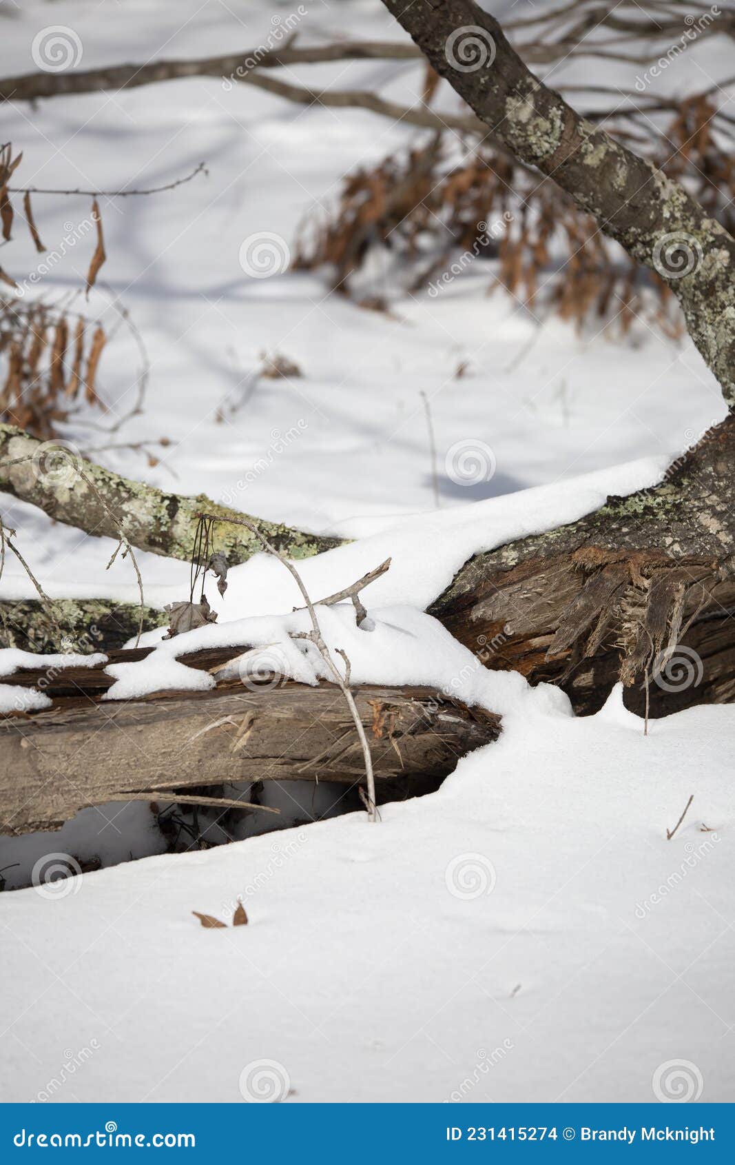 A Fallen Tree Limb in the Snow Stock Photo - Image of beauty, beautiful ...