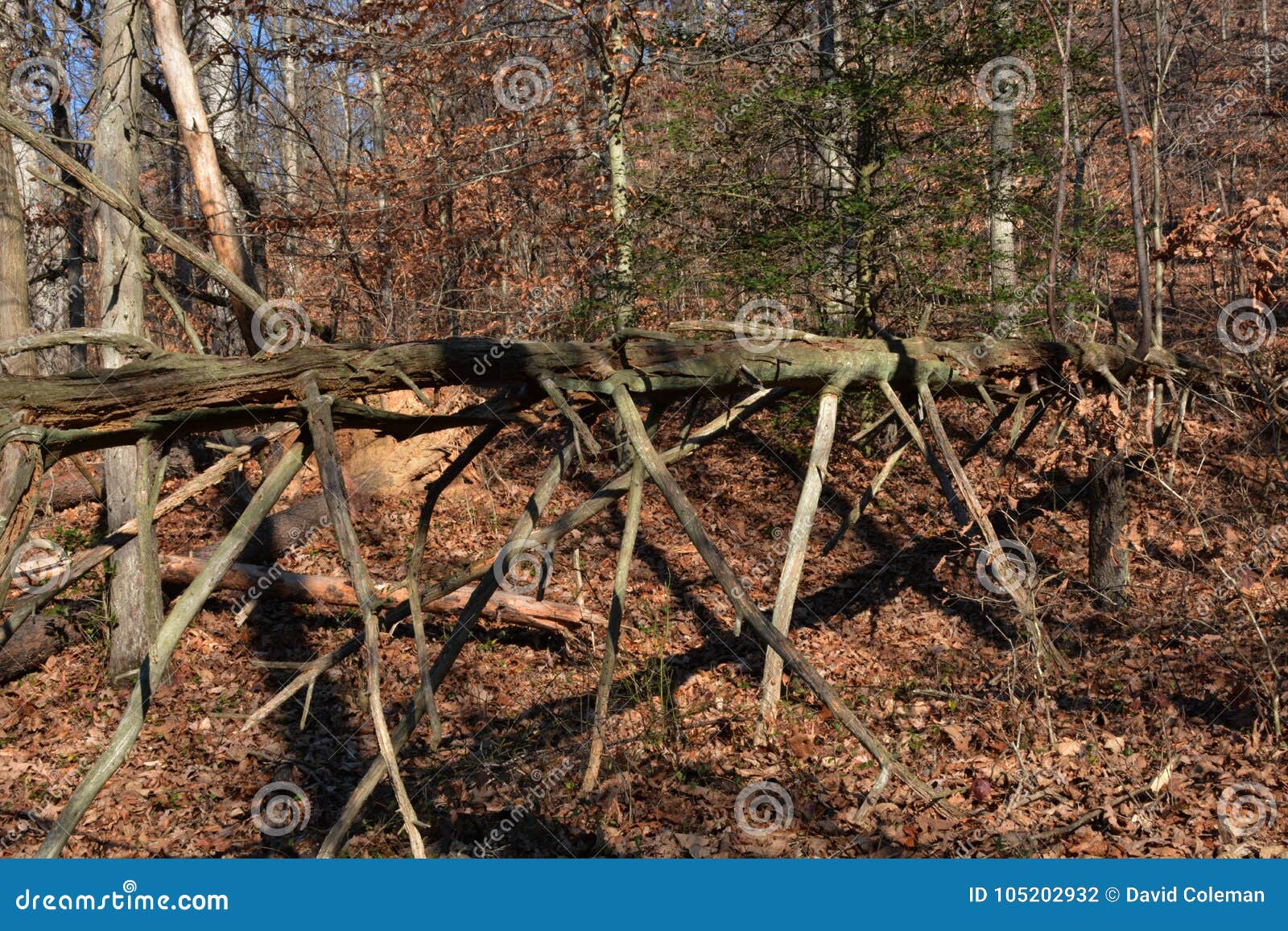 Fallen tree with limbs stock photo. Image of intact - 105202932