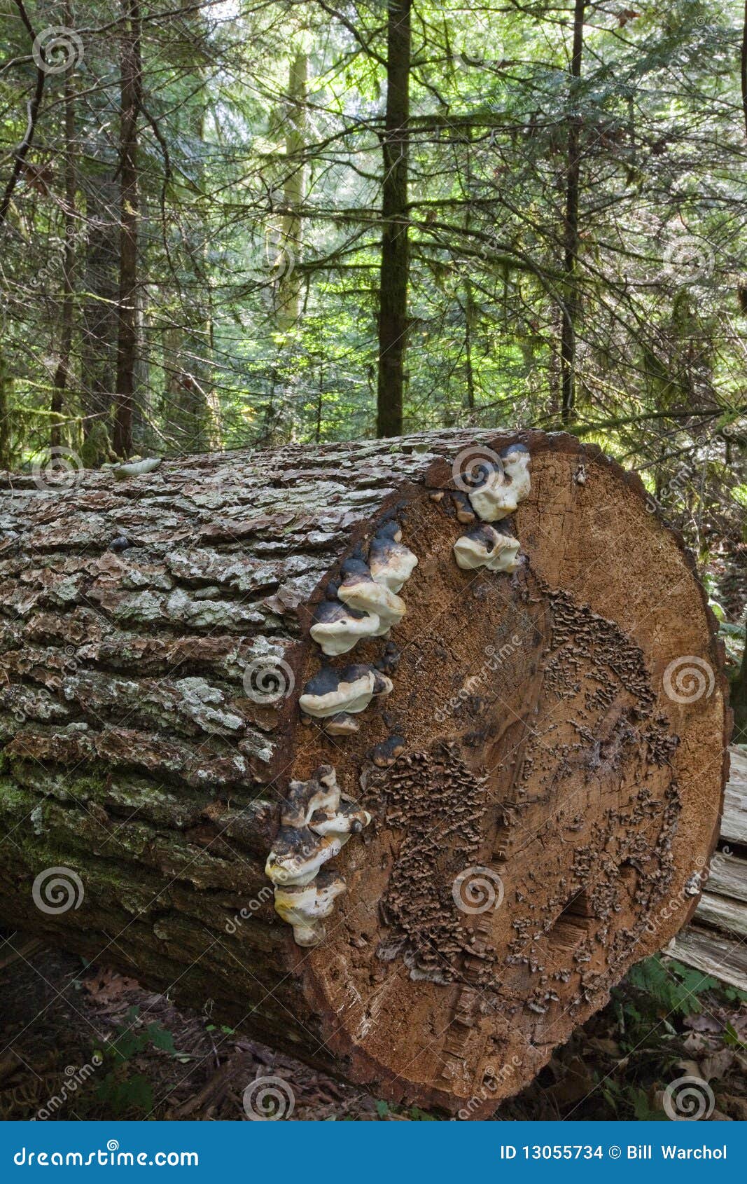 Fallen tree log stock photo. Image of cone, deforestation - 13055734