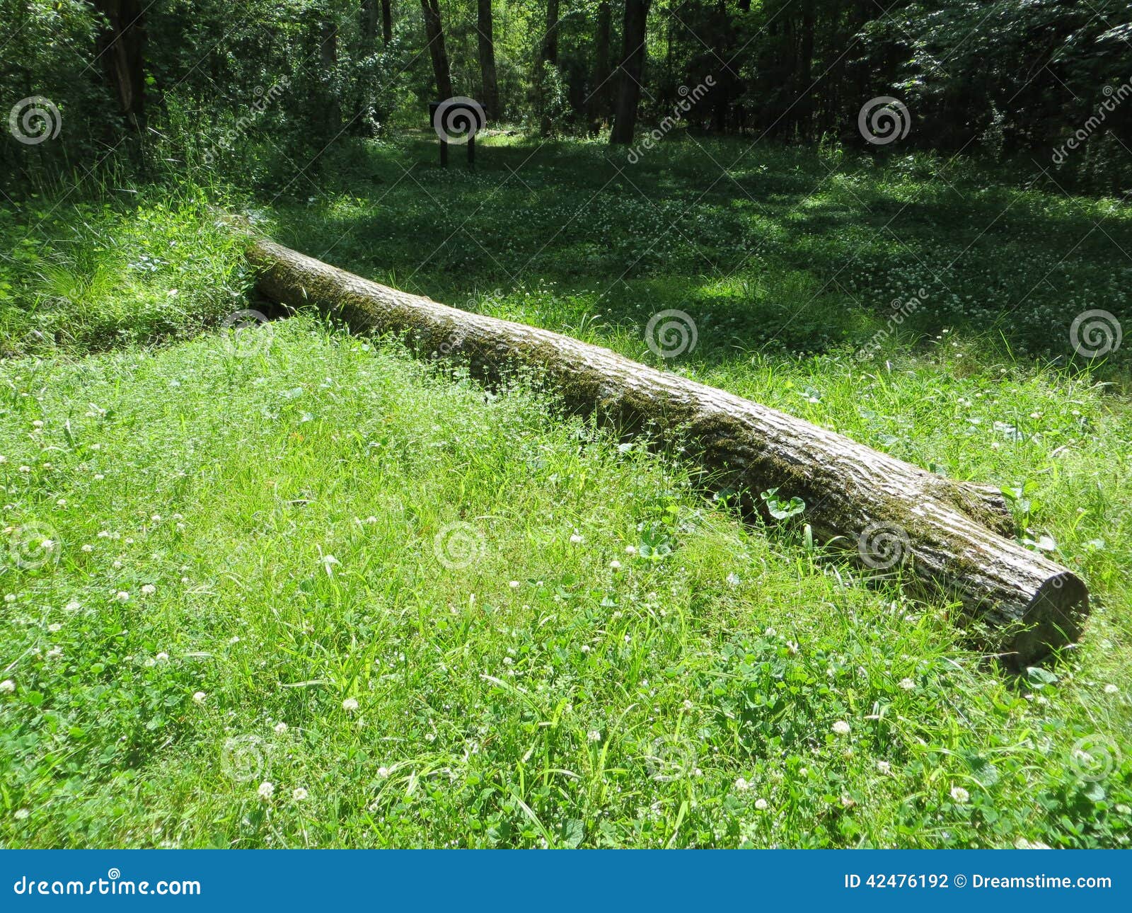 Fallen tree stock photo. Image of woods, greenery, forest - 42476192