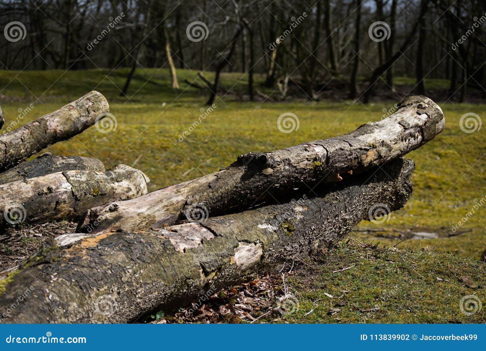 Fallen Tree Log in Forest Sand Leafes Old Mossy Texture Stock Photo ...
