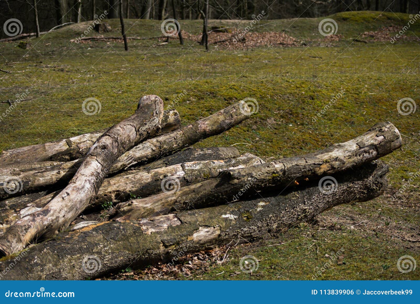 Fallen Tree Log