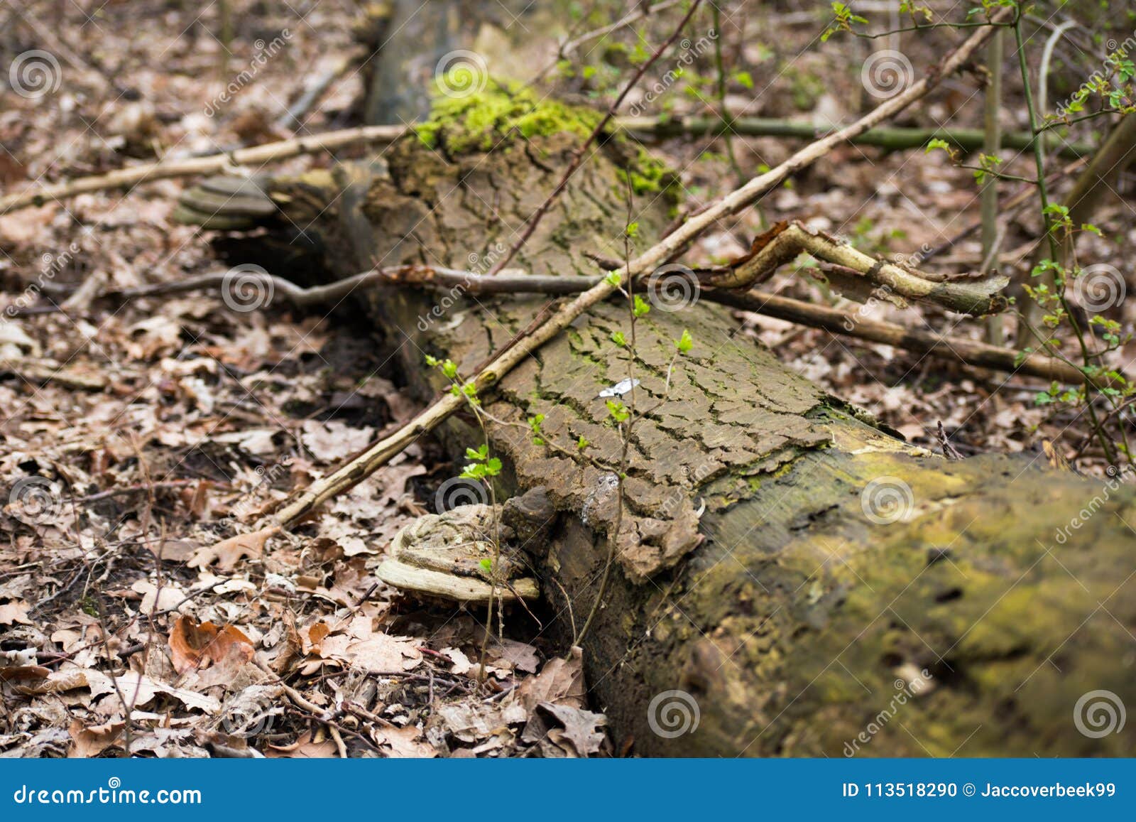 Fallen Tree Log in Forest Sand Leafes Old Mossy Texture Stock Photo ...