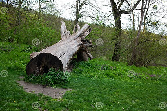Fallen Tree Log in the Forest Stock Photo - Image of root, plant: 289955718