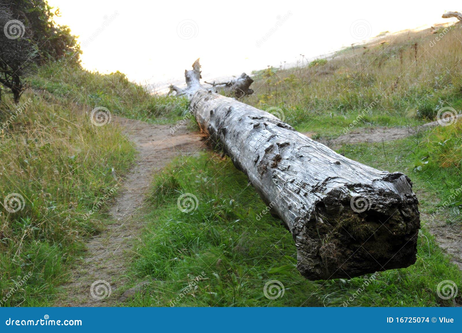 Fallen Tree Log on Grass stock photo. Image of pathway - 16725074