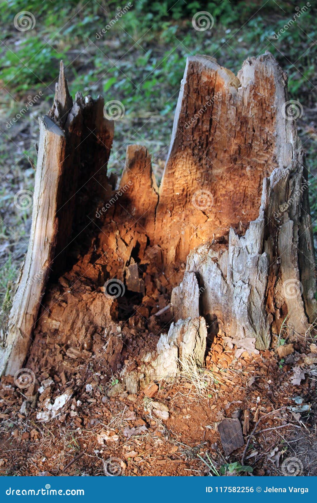 Fallen tree log stock photo. Image of spruce, park, lonely - 117582256