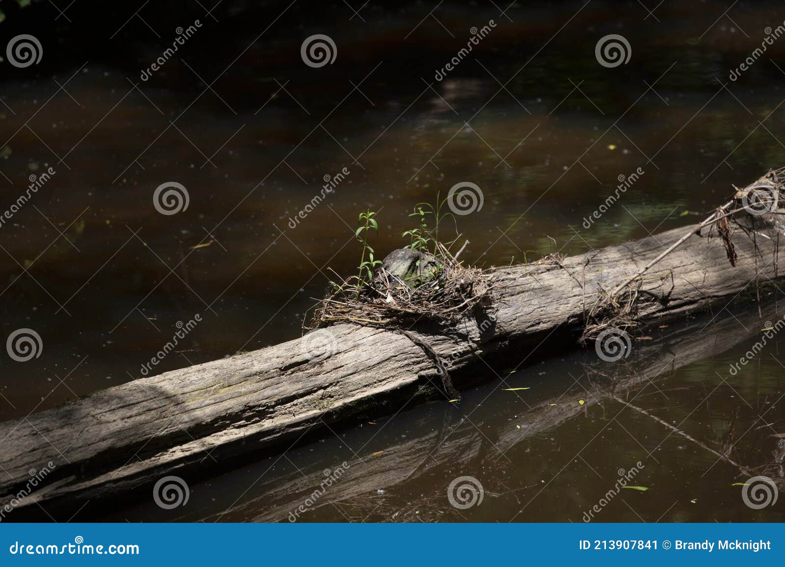 Fallen Tree Log stock image. Image of ecological, marsh - 213907841