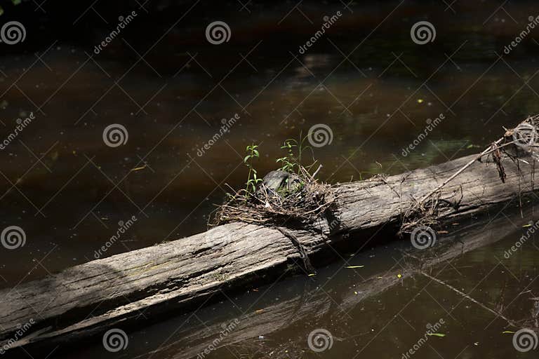 Fallen Tree Log stock image. Image of concepts, horizontal - 213908891