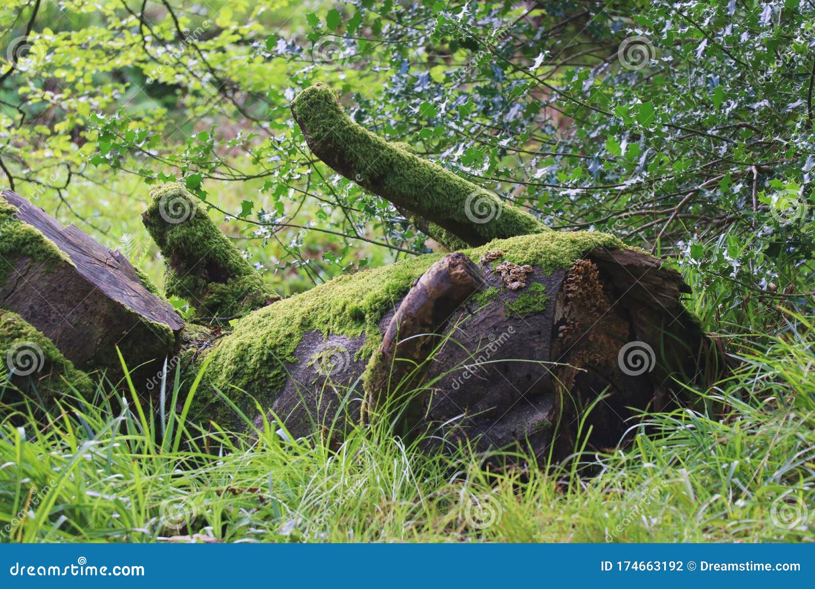 Headless Horseman? Tree Stump Stock Photo - Image of moss, branch ...