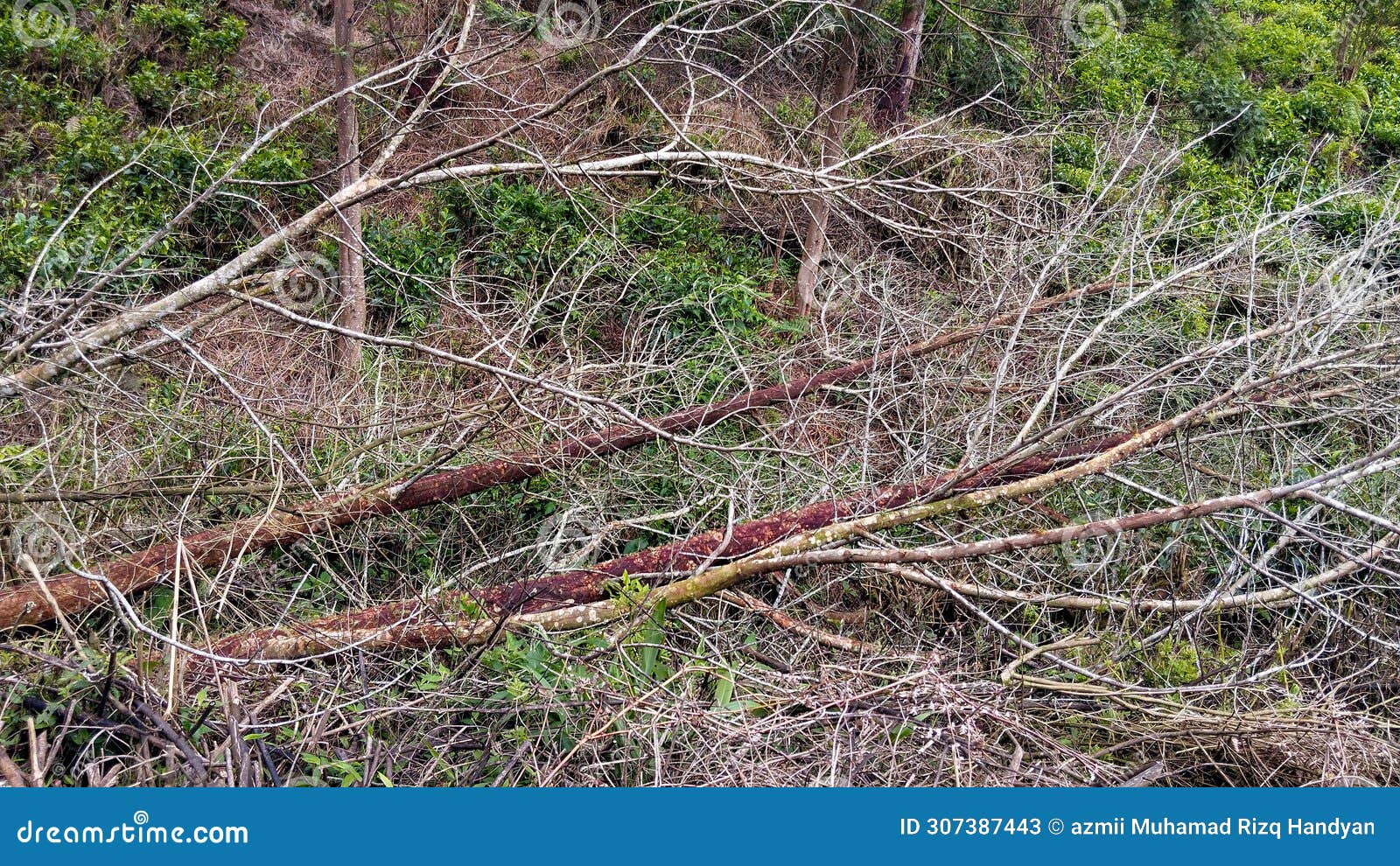Fallen Tree with Lots of Branches Stock Image - Image of nature, garden ...