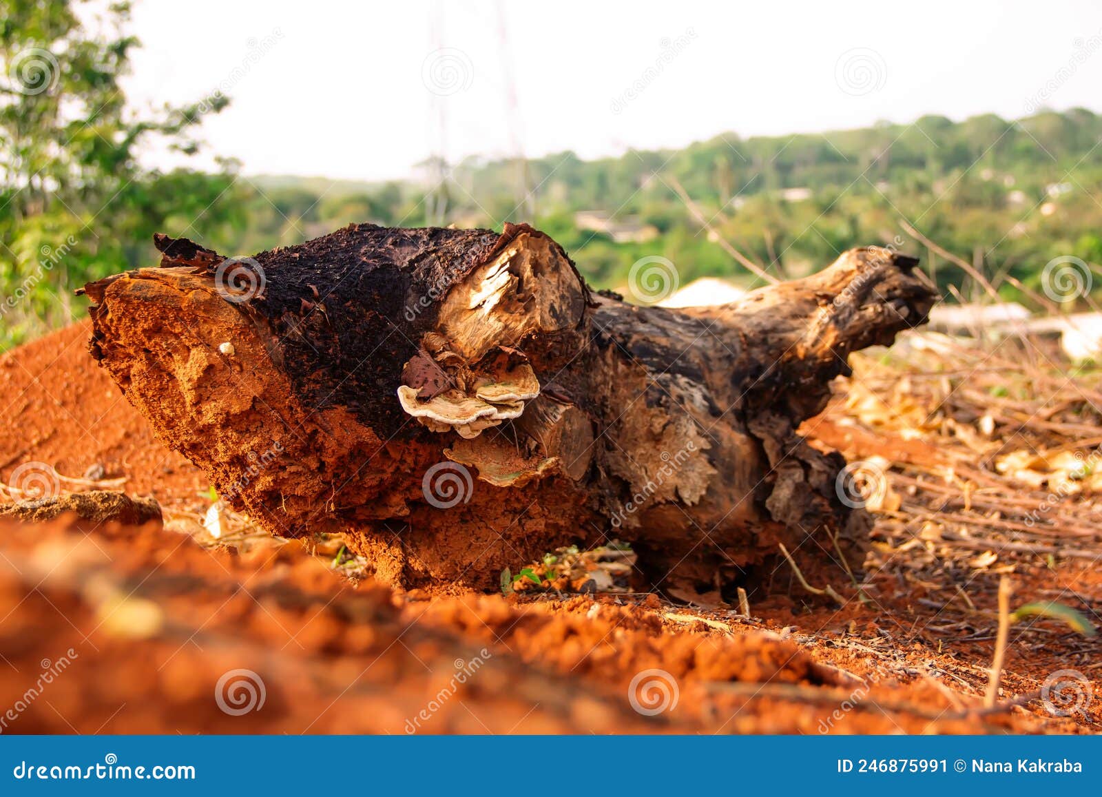 Fallen Tree Lump Stump in the Forest on a Hill. Stock Image - Image of ...