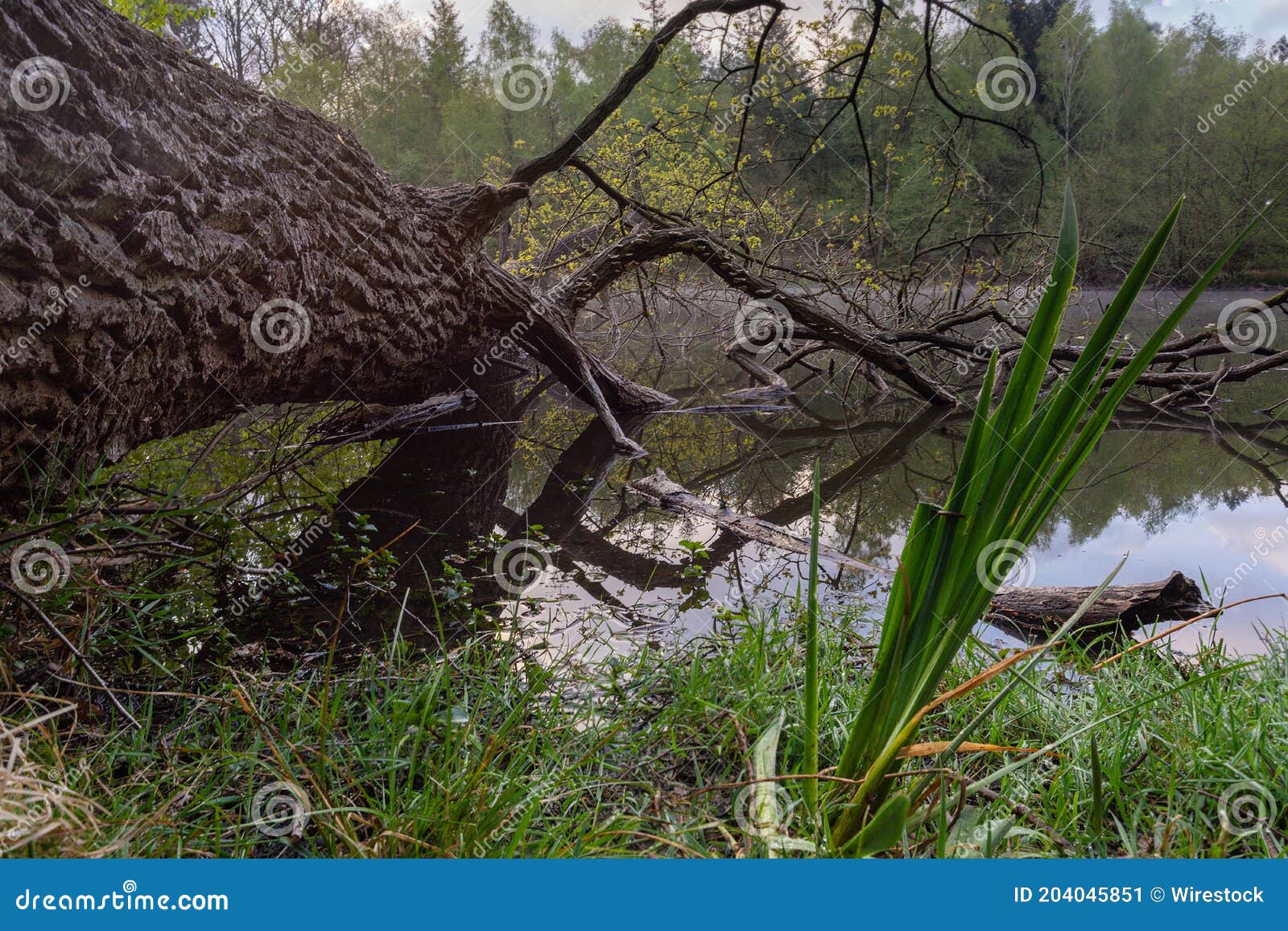 Fallen Tree Lying in Grassy Lake Stock Image - Image of lake, nature ...