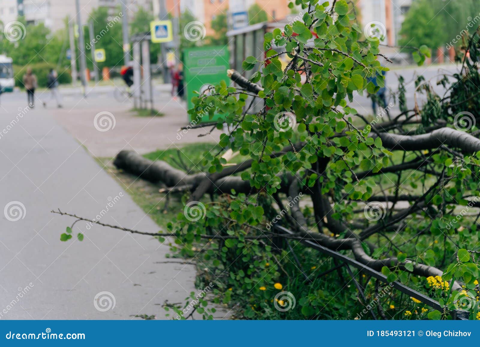 A Fallen Tree is Lying in the Middle of the Sidewalk in the City Stock ...
