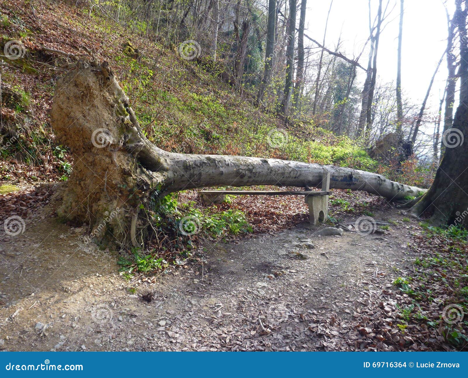 Fallen Tree Lying Over a Broken Bench on a Way To the Castle Stock ...