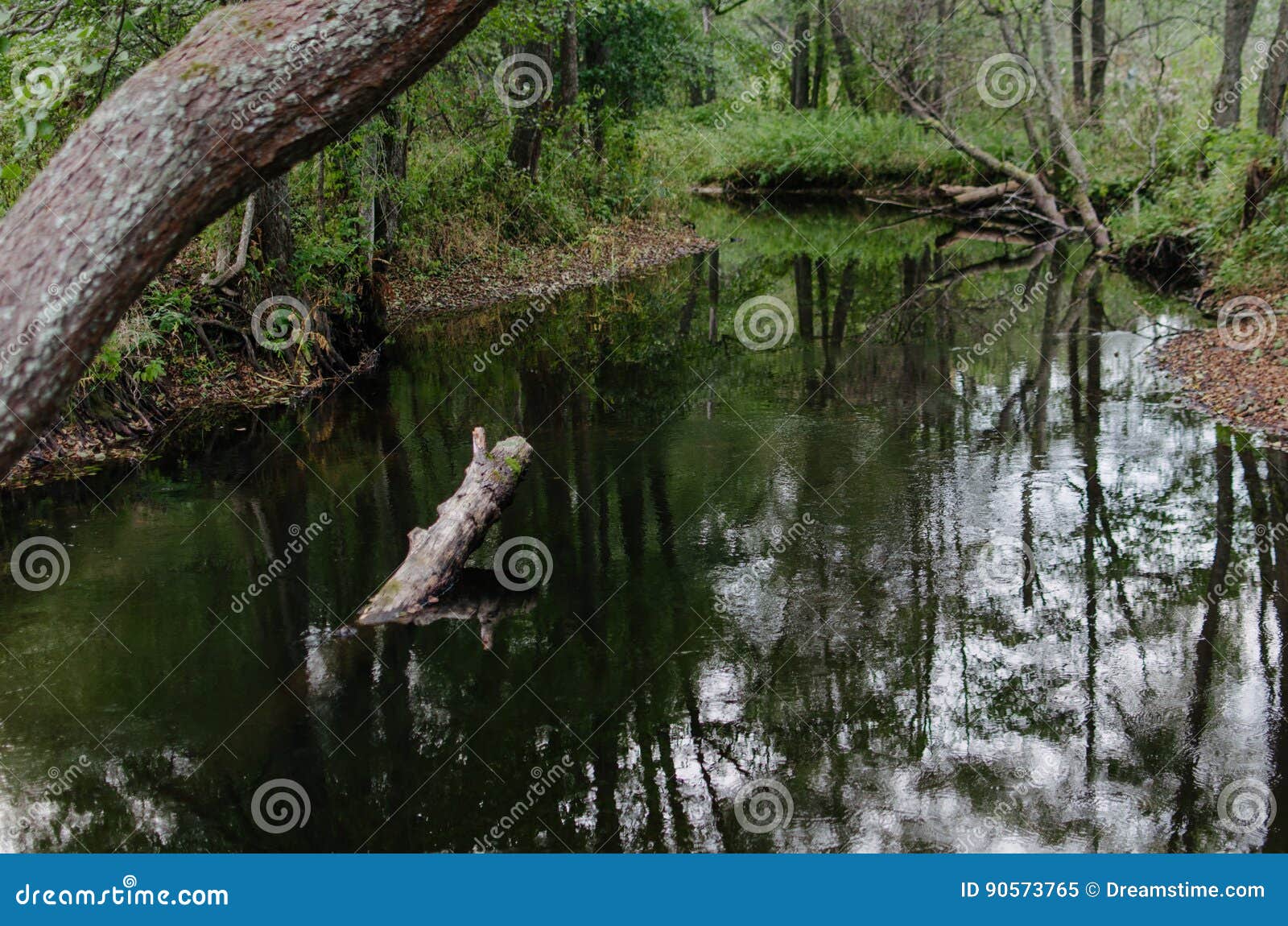 Fallen Tree Lying in a River Stock Image - Image of river, mixed: 90573765