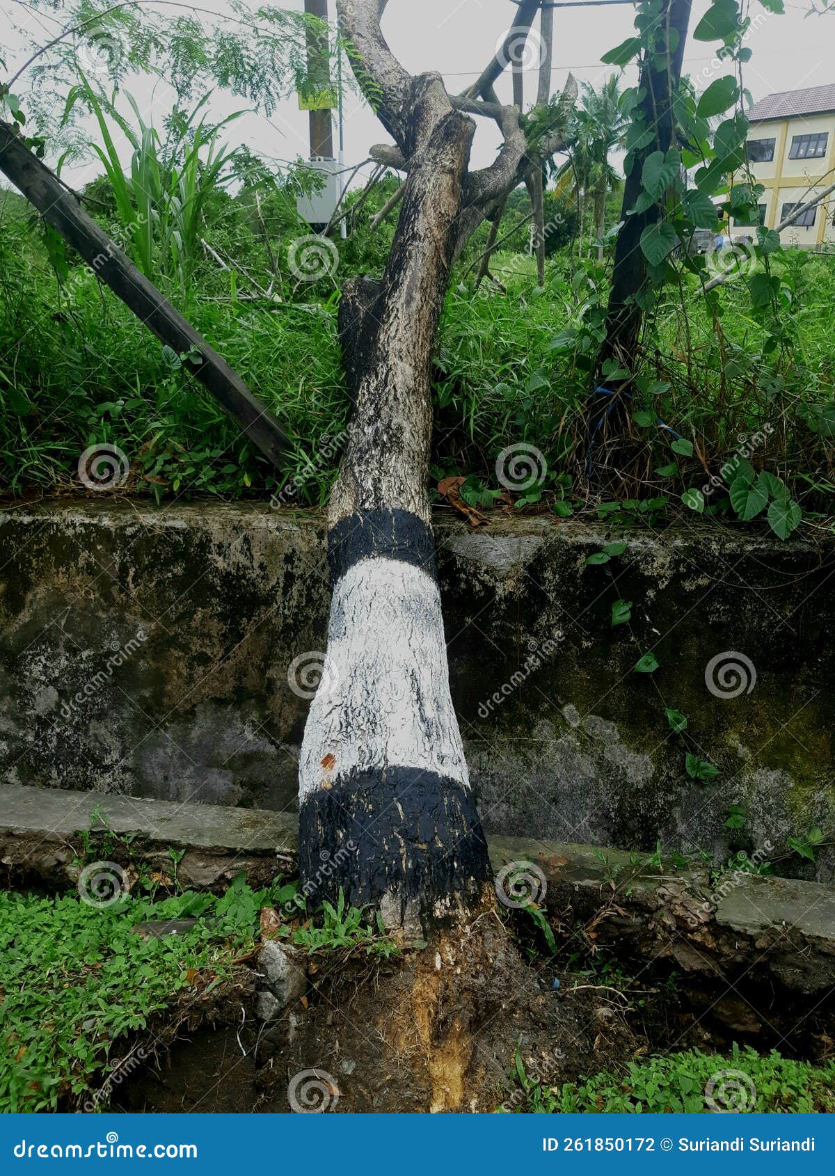 A Fallen Tree beside the Main Road Stock Photo - Image of rock, leaf ...