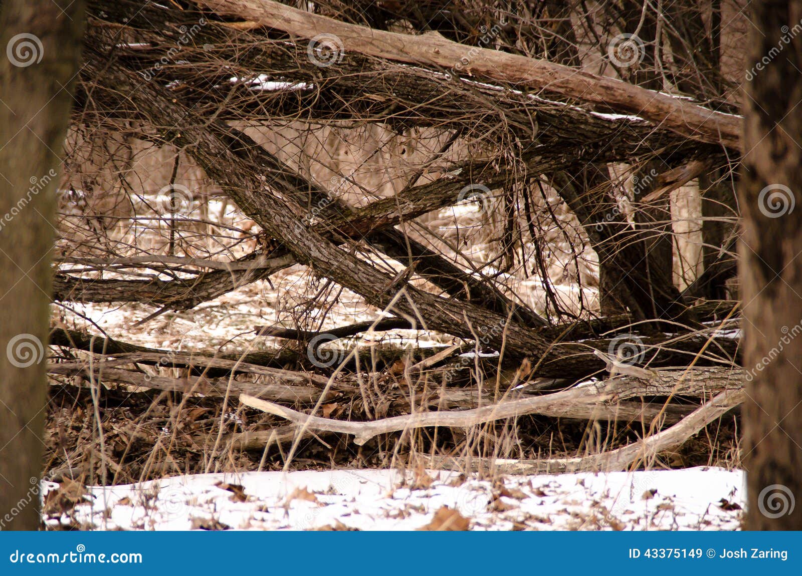 Fallen tree making X stock image. Image of trees, brush - 43375149
