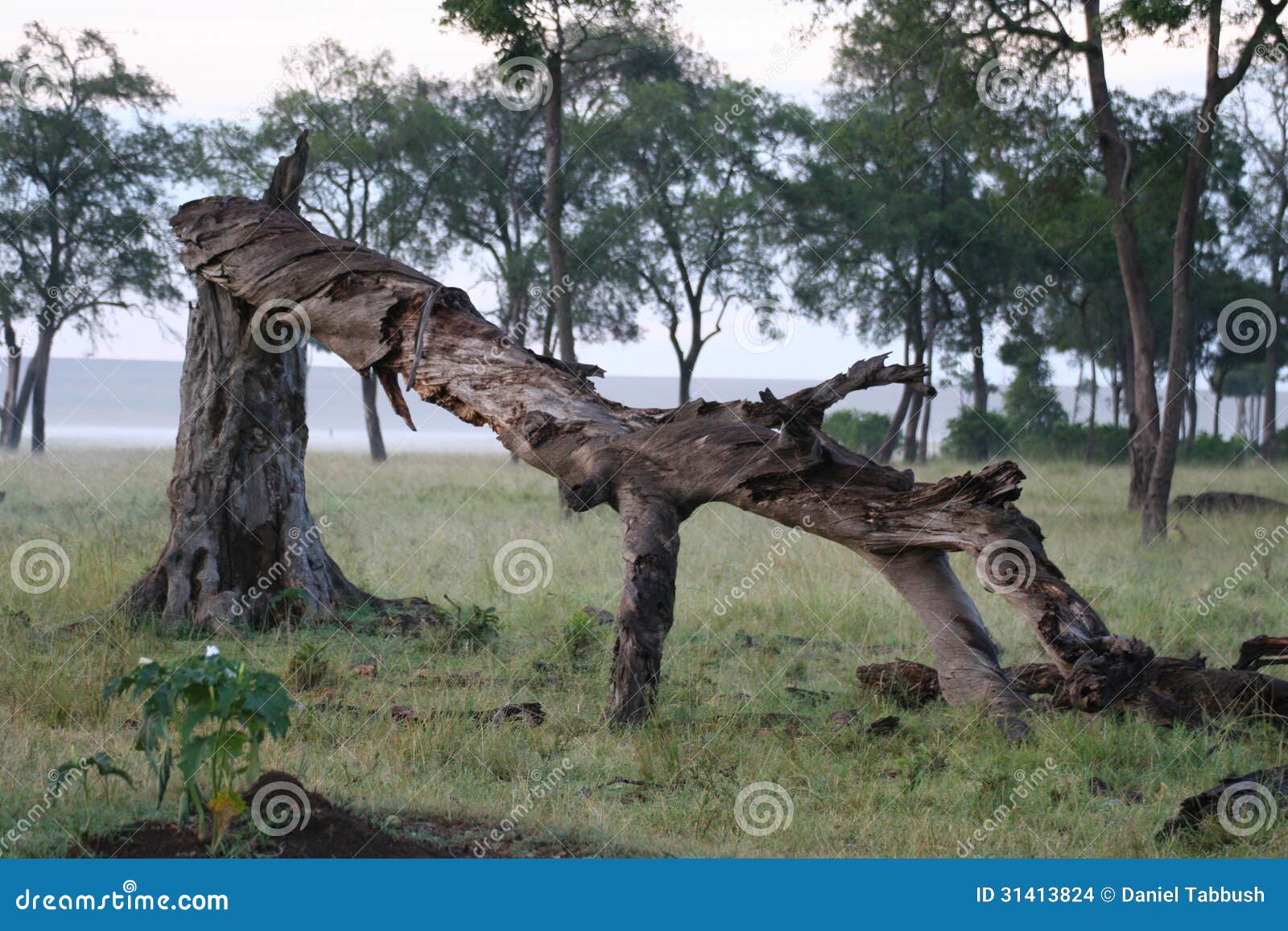 Fallen tree stock photo. Image of savannah, tree, safari - 31413824
