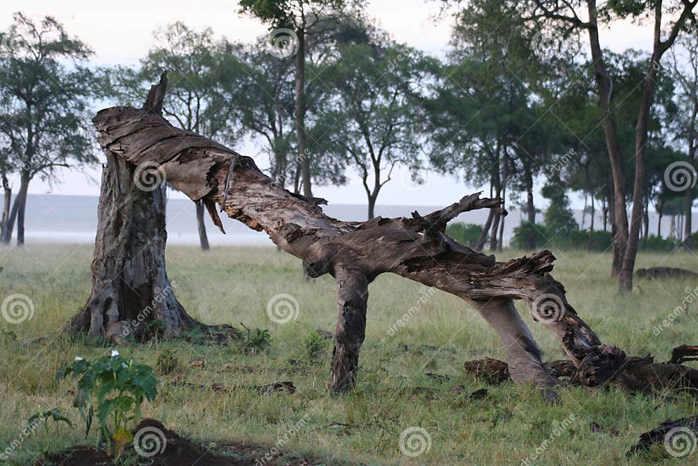 Fallen tree stock photo. Image of savannah, tree, safari - 31413824
