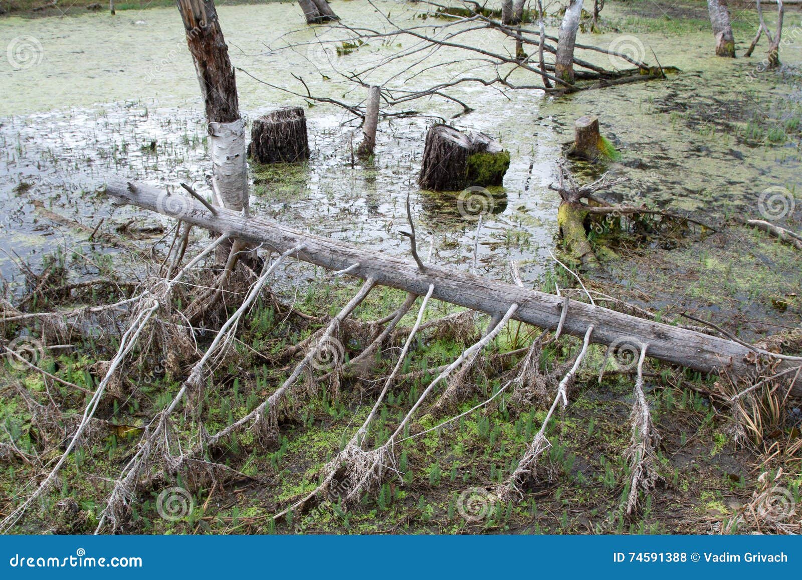 Fallen tree in the marsh stock photo. Image of siberia - 74591388