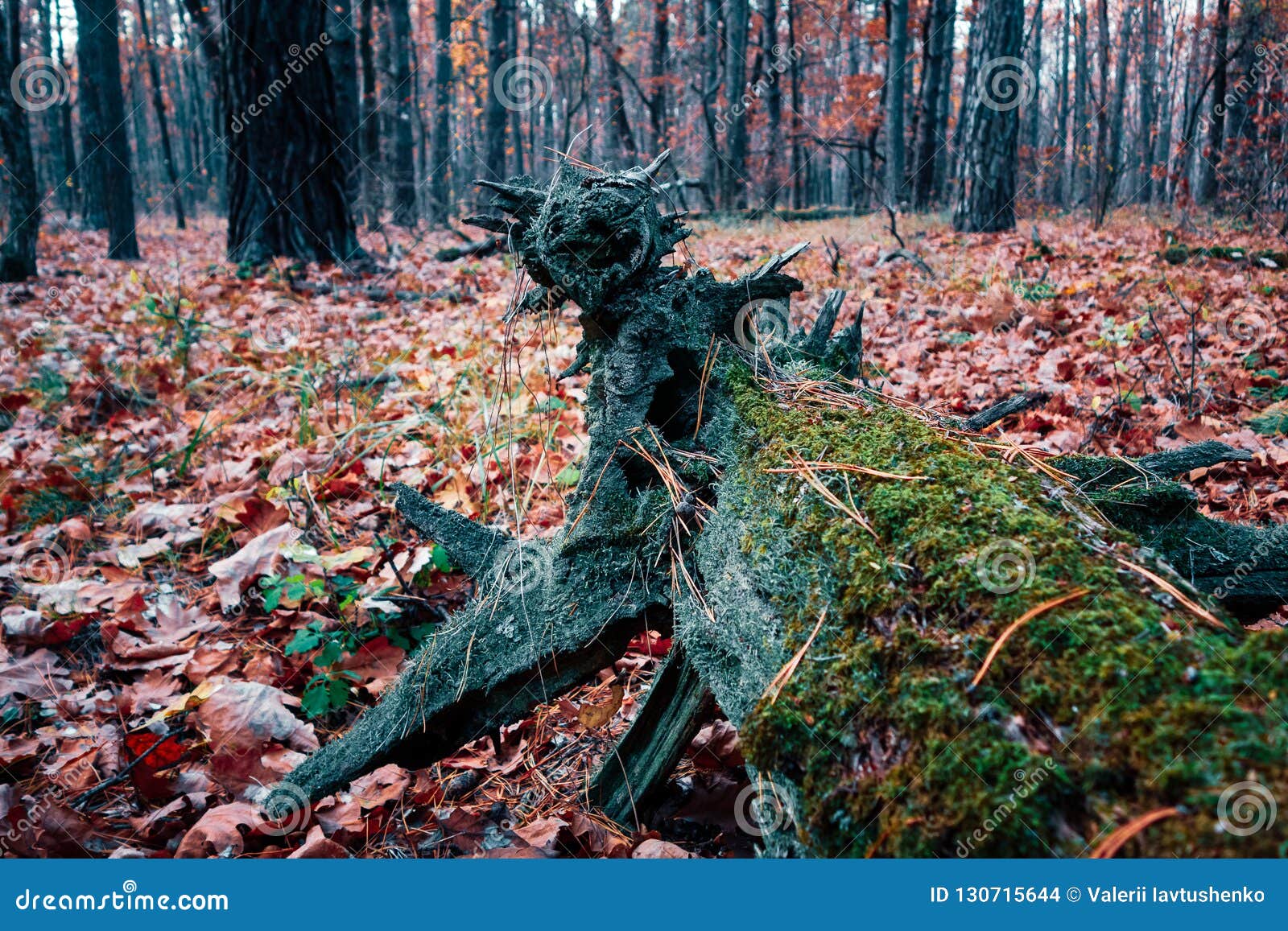 Fallen Tree in the Middle of Deep Autumn Forest Stock Photo - Image of ...