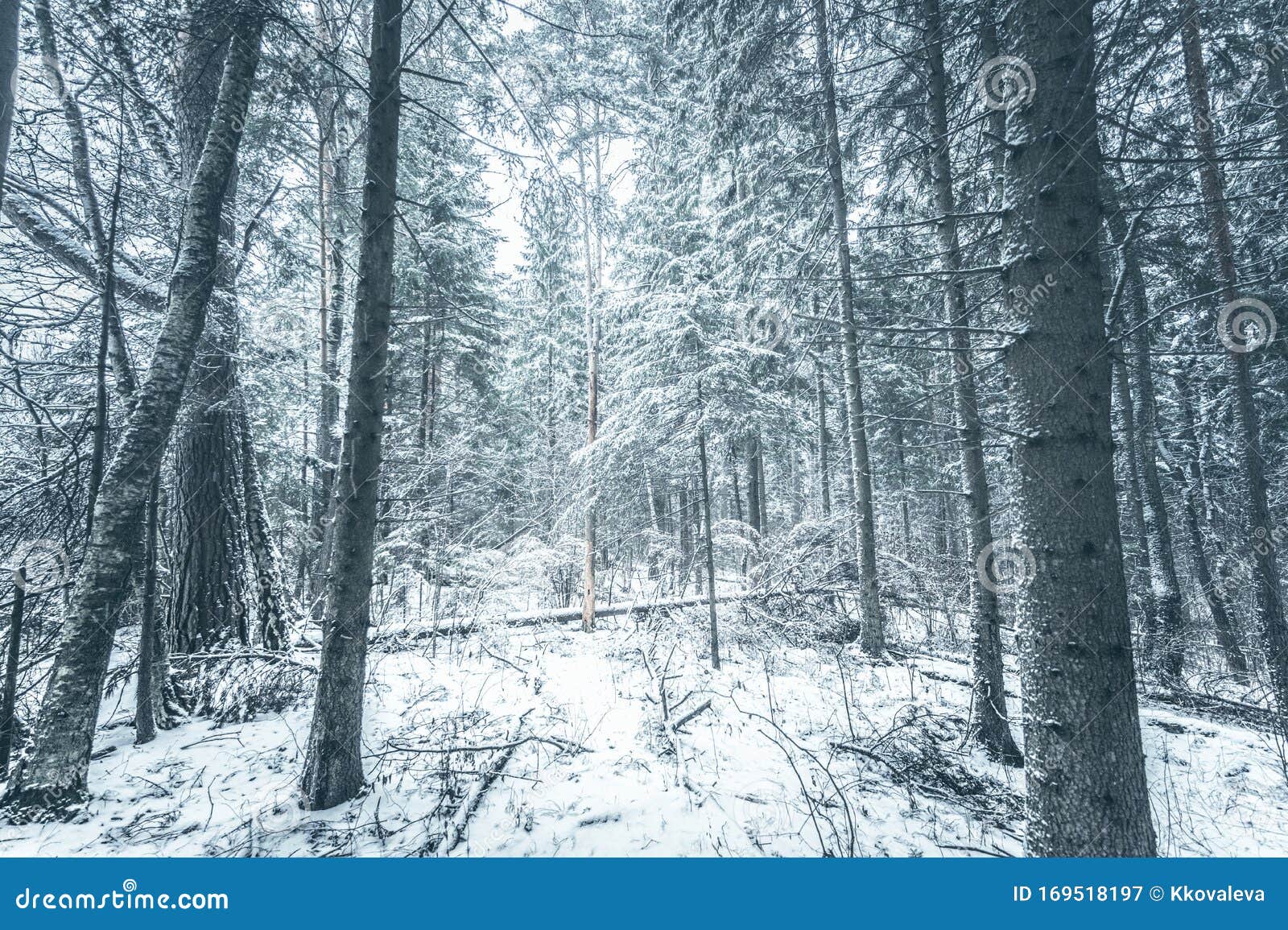 Fallen Tree in the Middle of Snow Covered Snow. Horizontal Layout ...