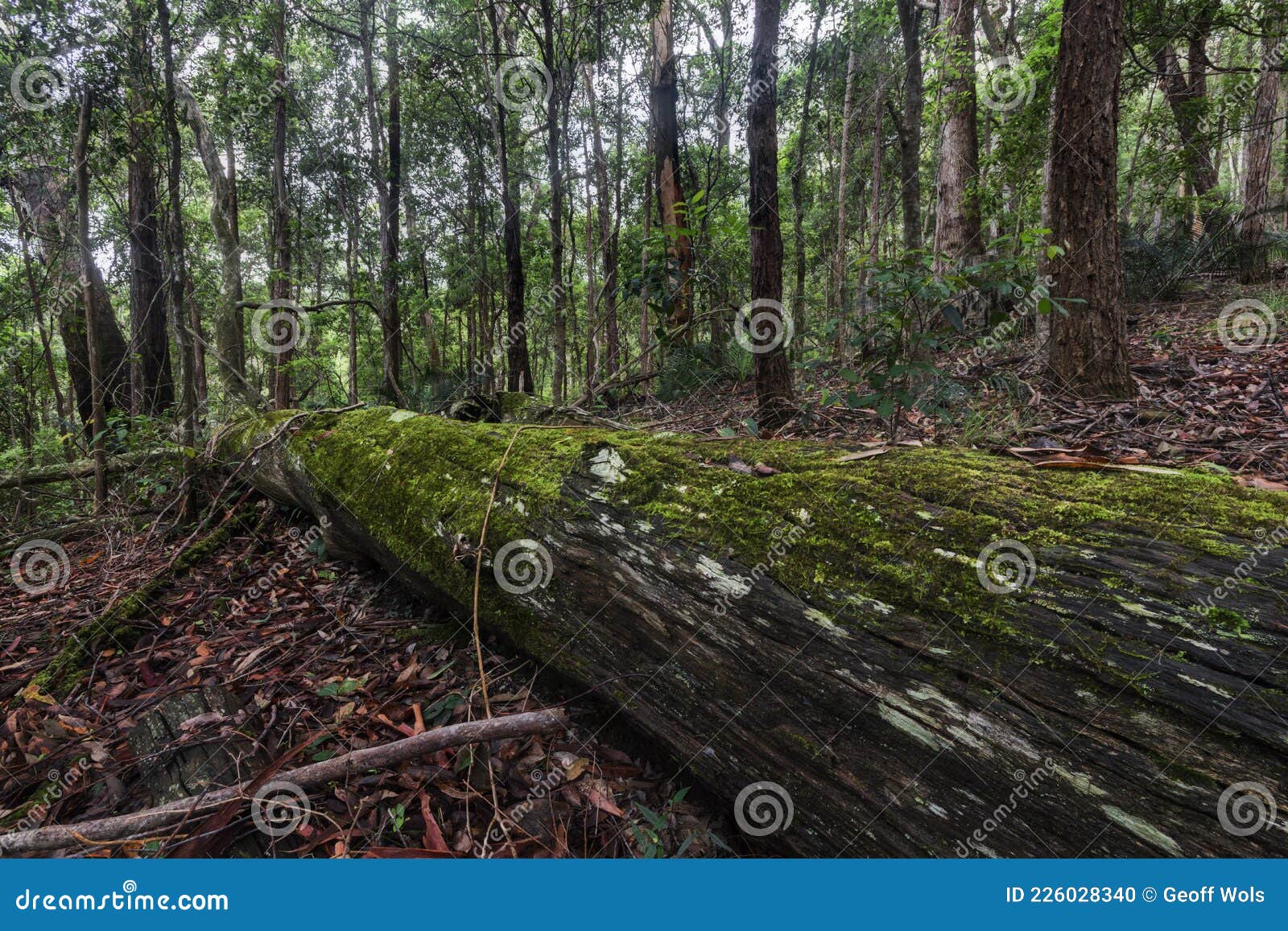 Fallen Tree with Moss in a Forest of Trees Stock Photo - Image of bark ...