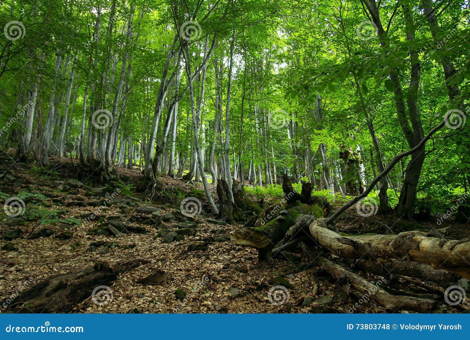 Fallen Tree in Mountain Forest Stock Photo - Image of park, paradise ...