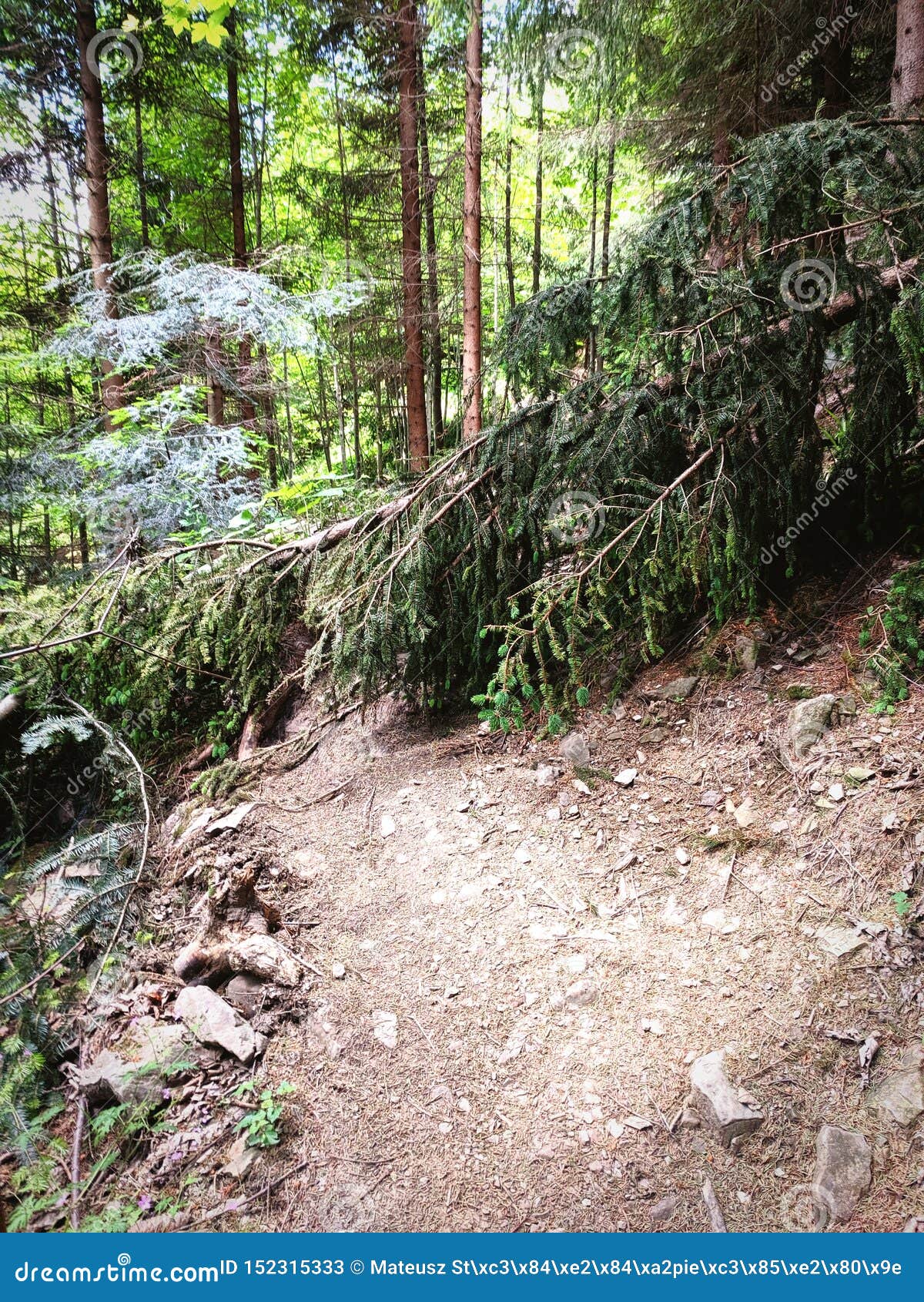 Fallen Tree on Mountain Path Stock Image - Image of fallen, stone ...