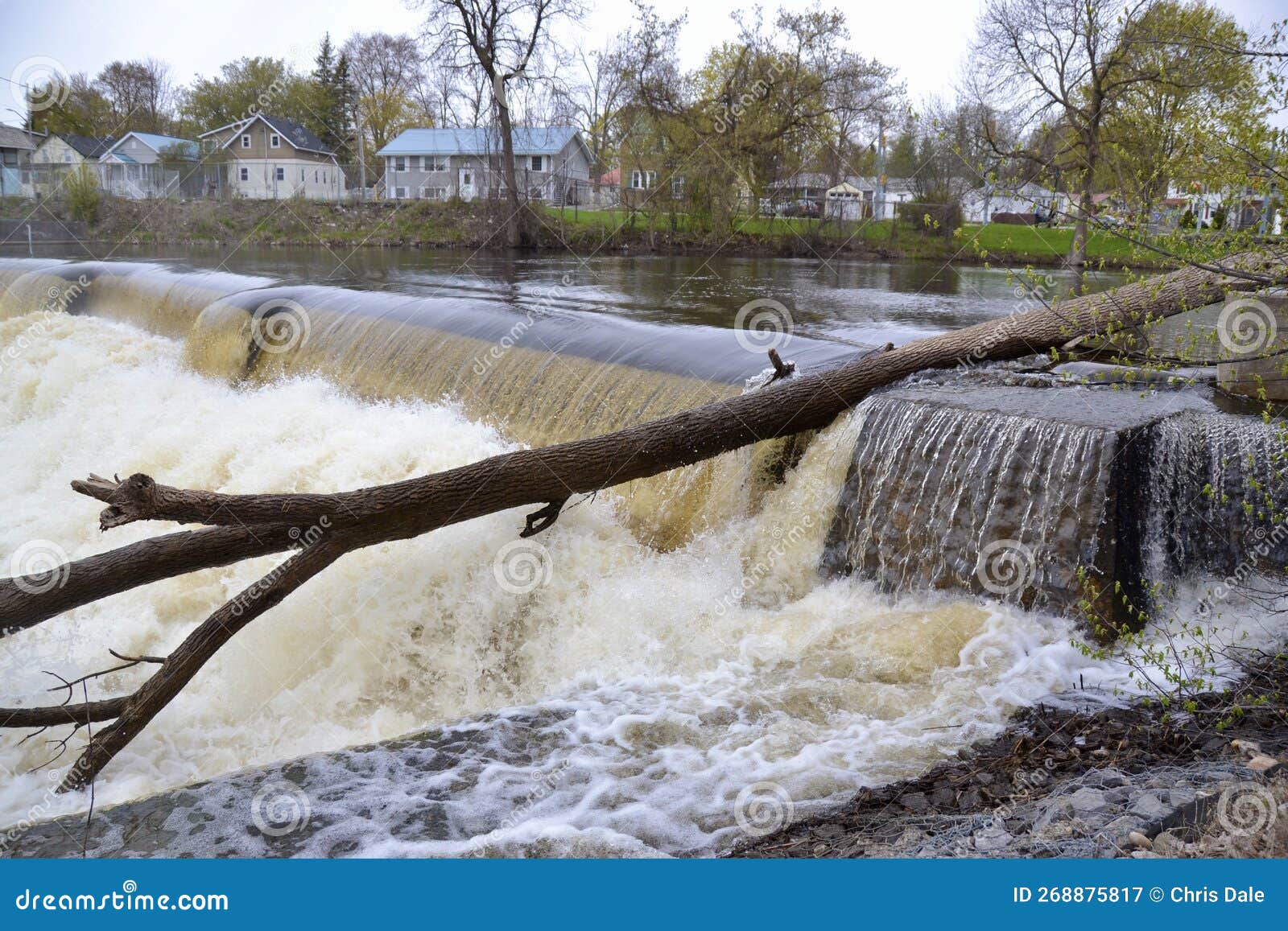 Fallen Tree beside Napanee Falls with High Water Flow Stock Image ...