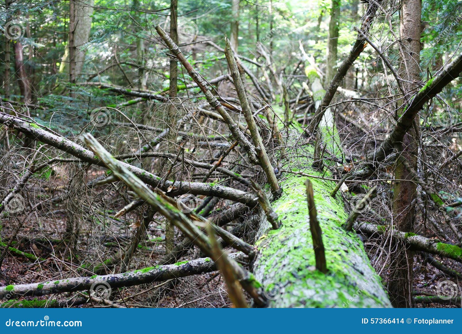 Fallen tree stock photo. Image of woodland, park, scenery - 57366414