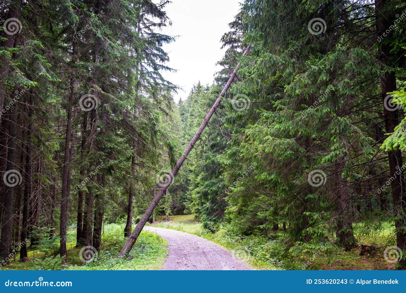 Fallen Tree Over Forest Dirt Road in the Beautiful Green Pine Forest ...