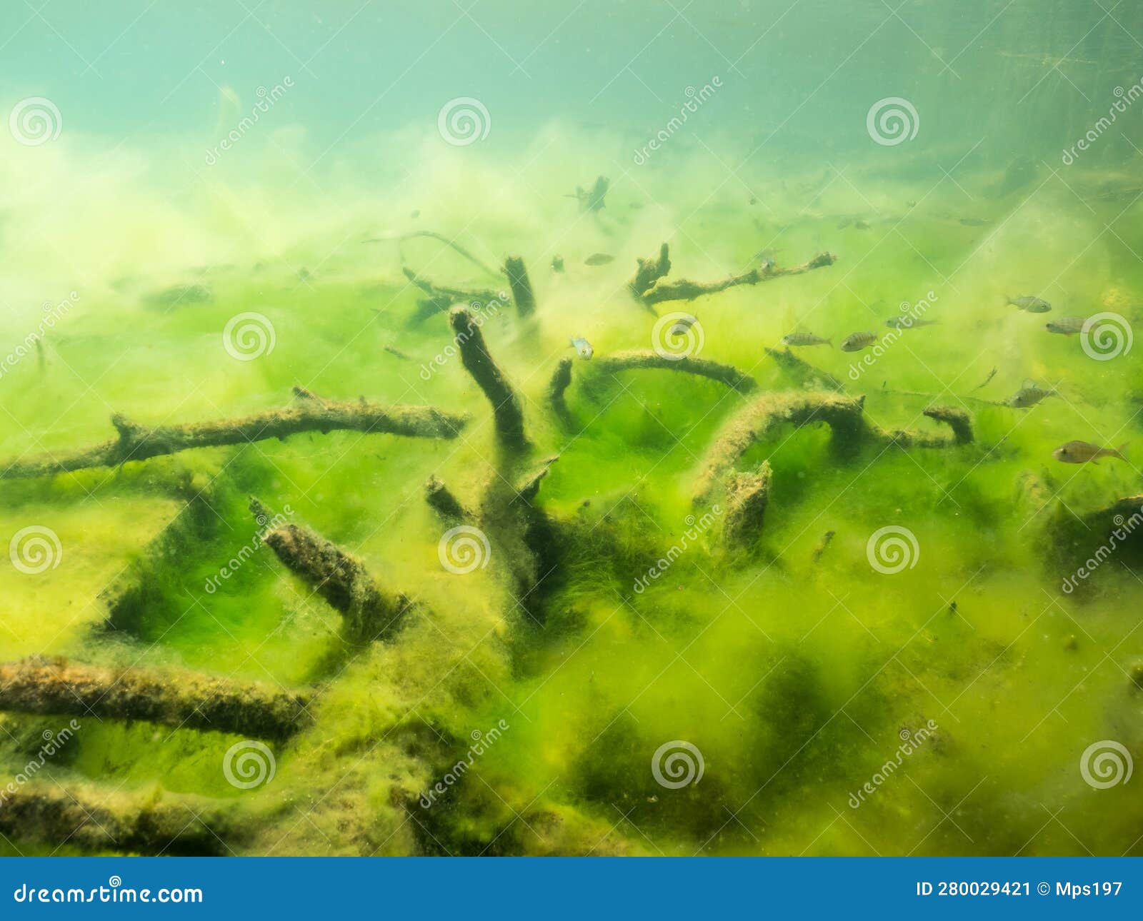 Fallen Tree Over Lake Bottom Covered by Green Filamentous Algae Stock ...