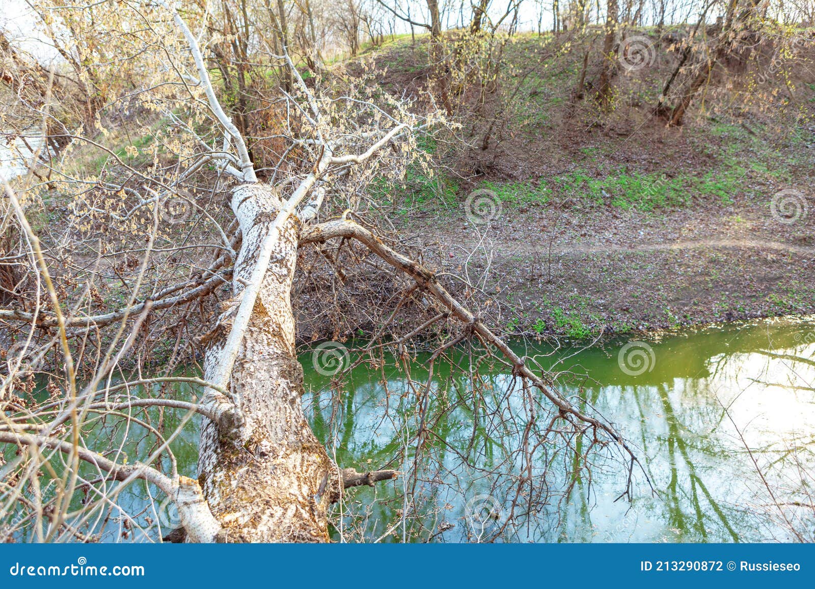 Fallen tree over the river stock photo. Image of outdoors - 213290872