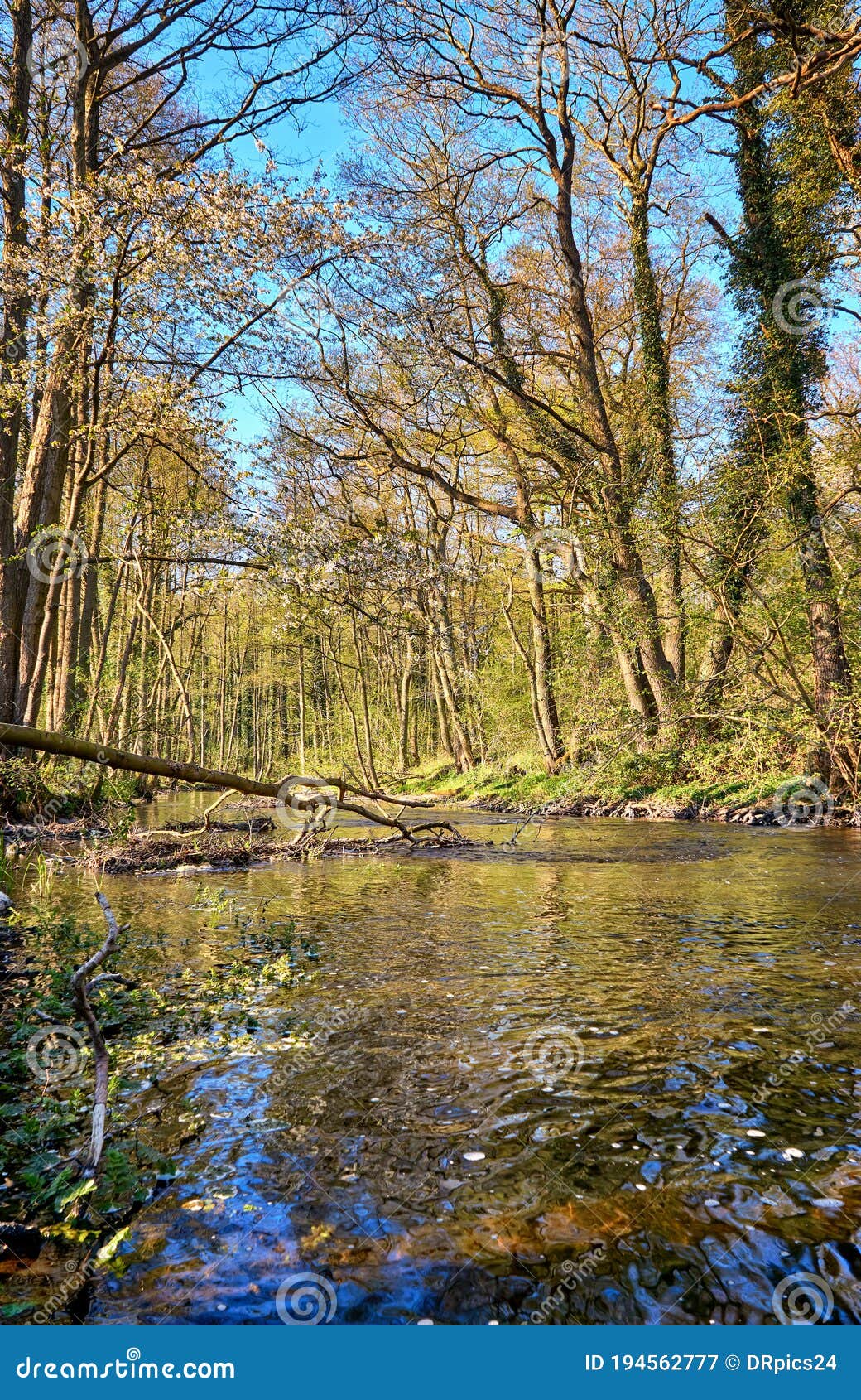 Fallen Tree Over a River in the Forest Stock Image - Image of nature ...