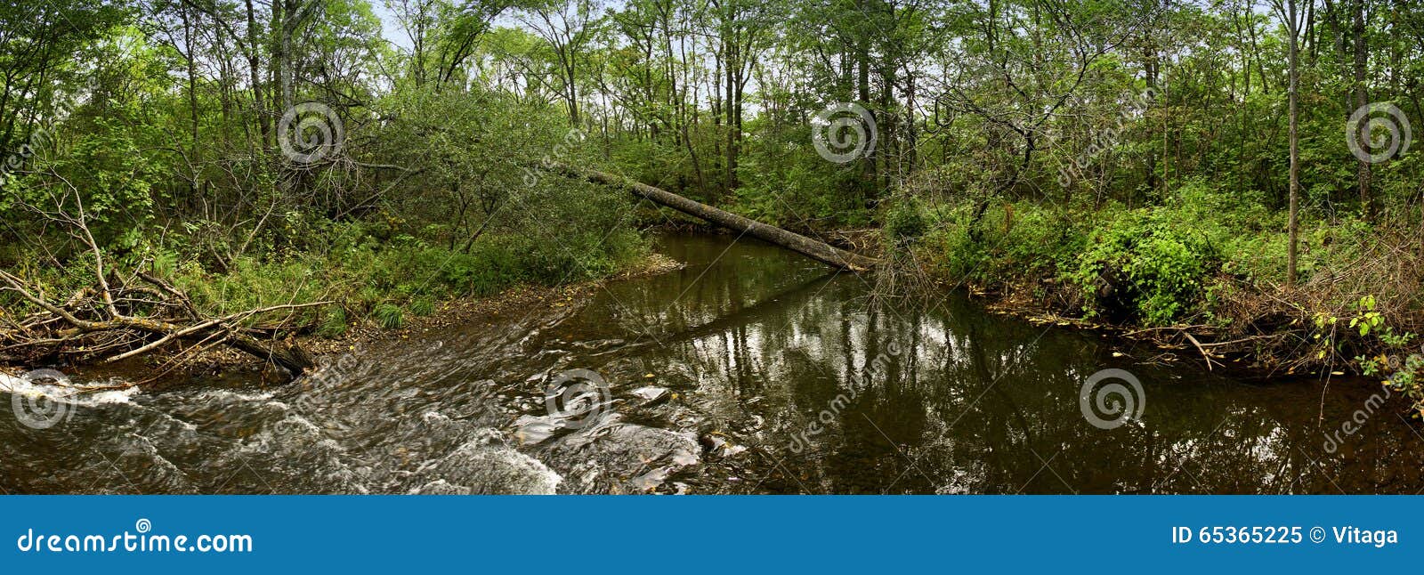 Fallen Tree Over a River Panorama Stock Image - Image of woods, plant ...